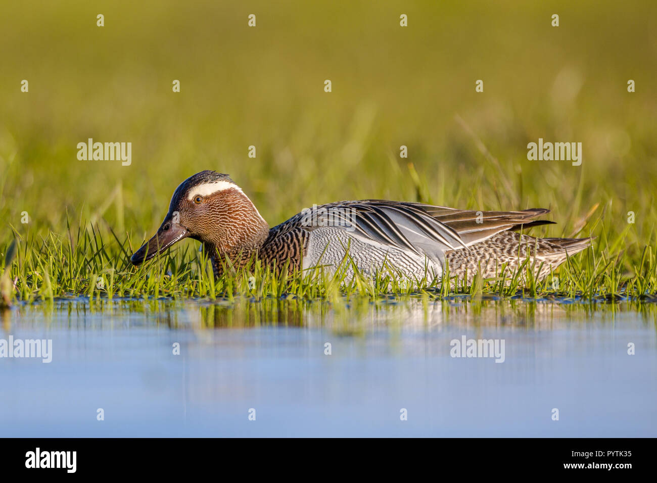 Male garganey duck (Anas querquedula) foraging in wetland in early ...