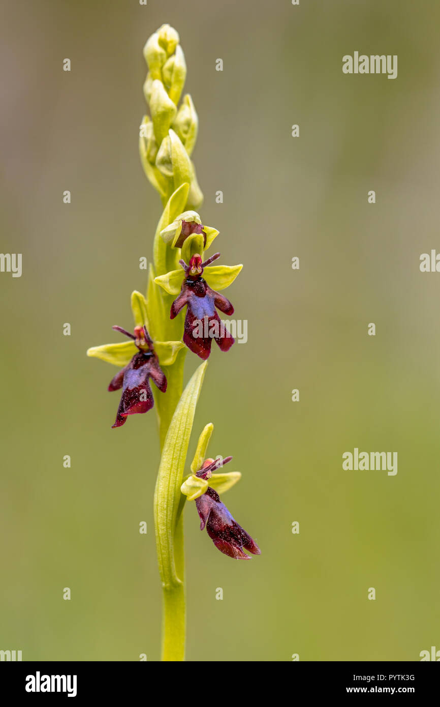 The rare Fly Orchid (Ophrys insectifera) mimics a fly. The plants use ...