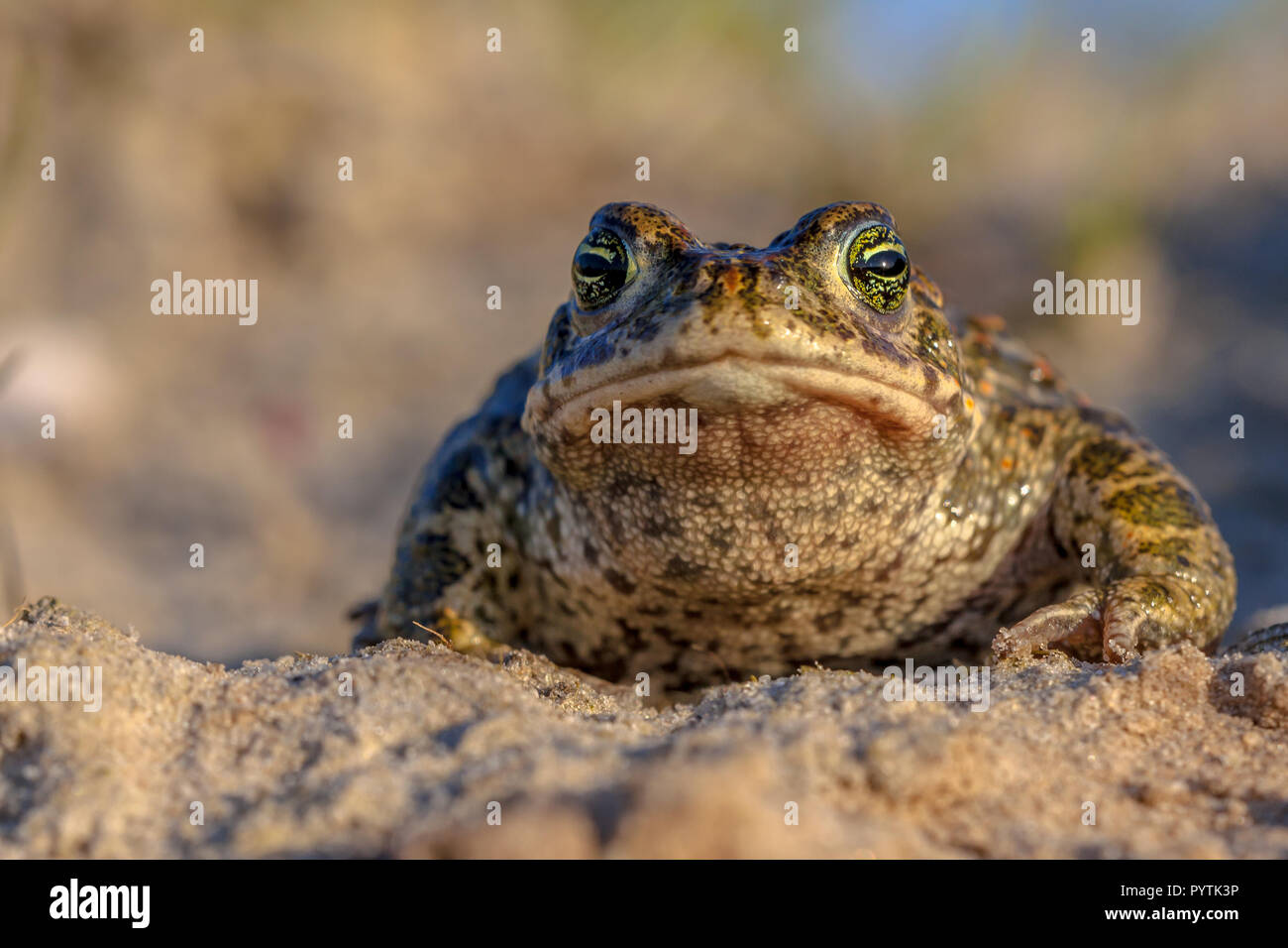 Frontal view of a Natterjack toad (Epidalea calamita) in natural sandy ...