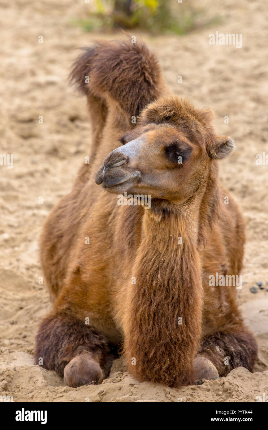 Cute Wild Camel (Camelus ferus bactrianus) resting in sand of desert ...