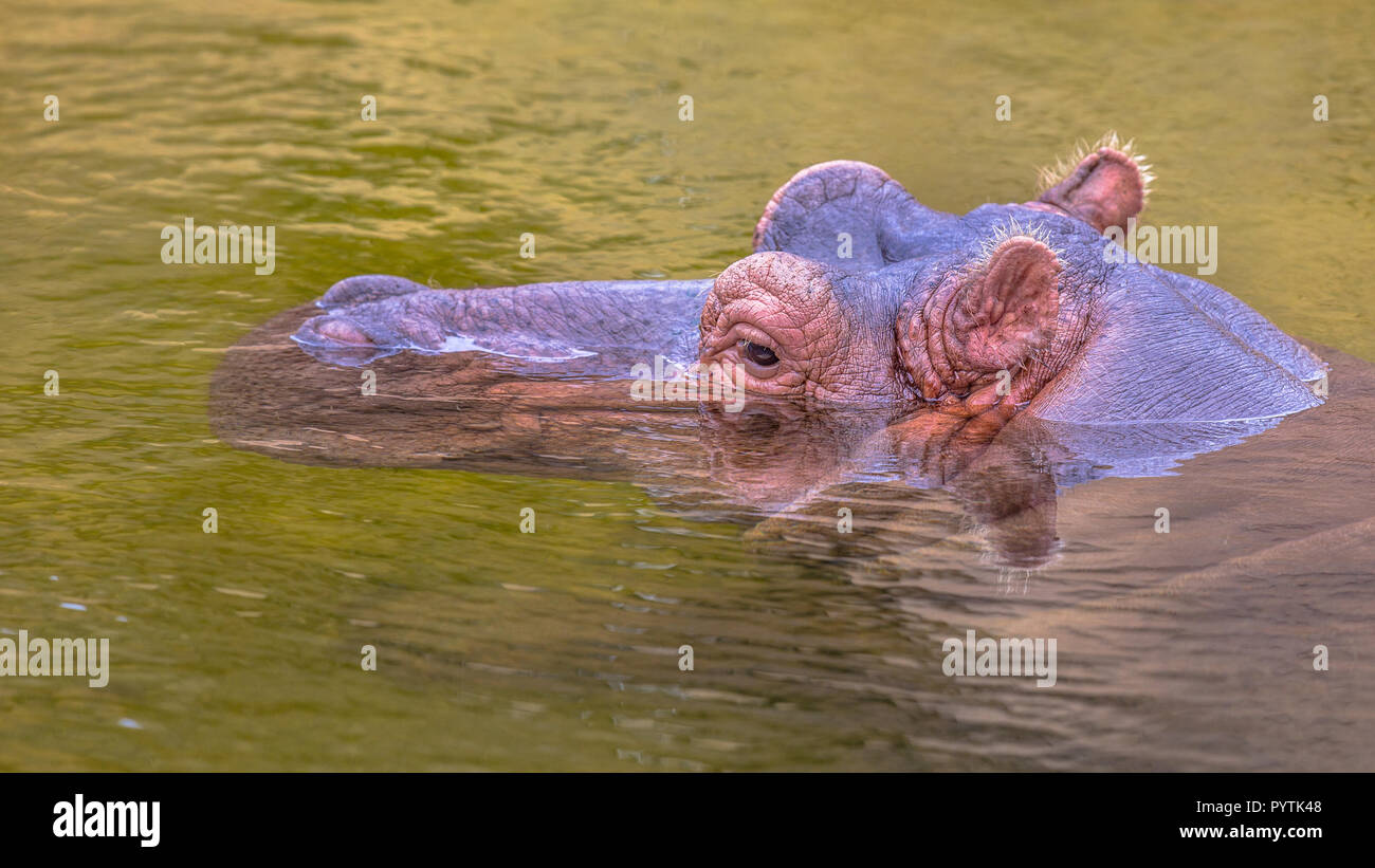 Common hippopotamus (Hippopotamus amphibius), or hippo swimming and ...