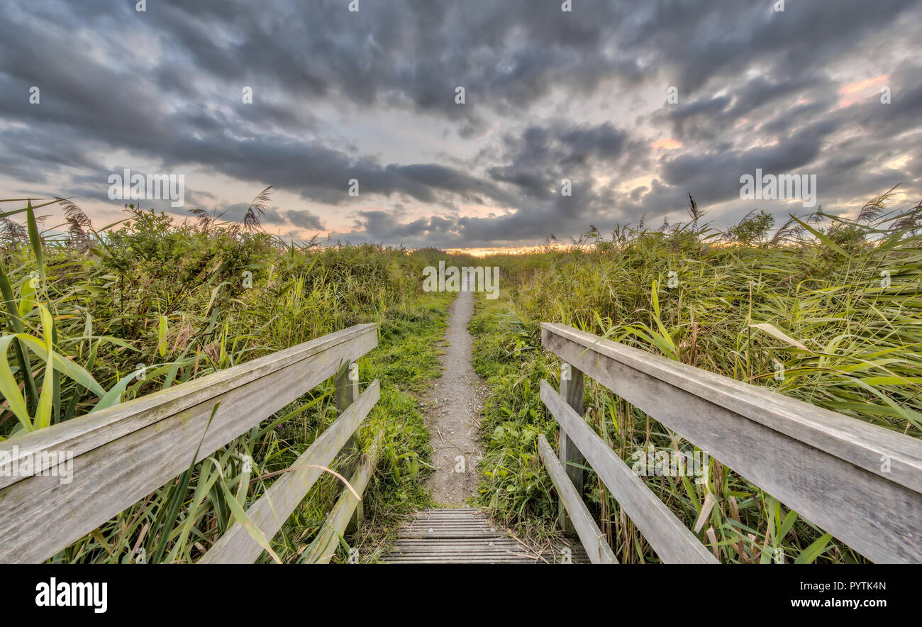 Wooden bridge on walking trail through marshland at sunset in the ...