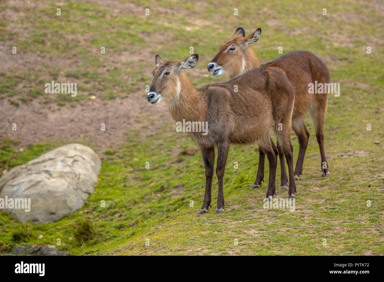 Sub saharan africa wildlife hi-res stock photography and images - Alamy