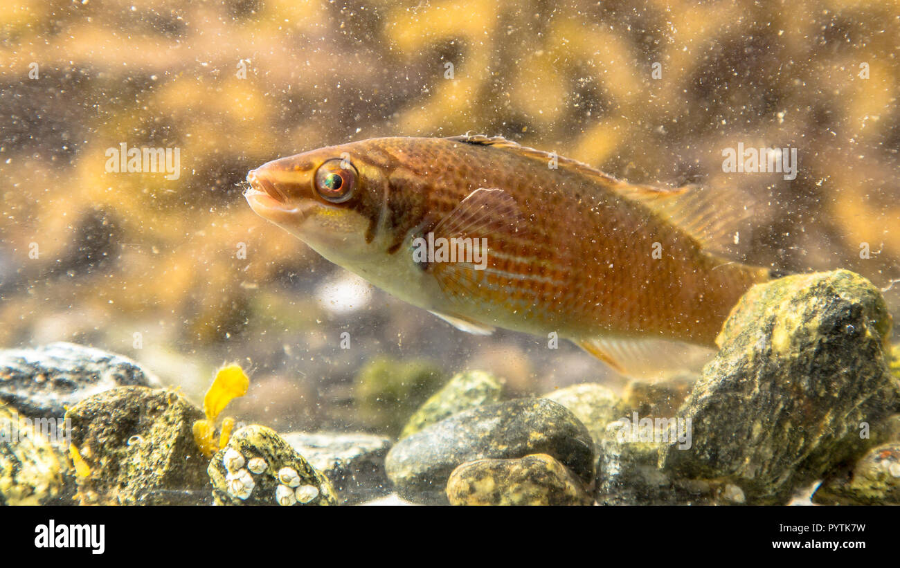 Marine fish goldsinny wrasse (Ctenolabrus rupestris) in natural habitat ...