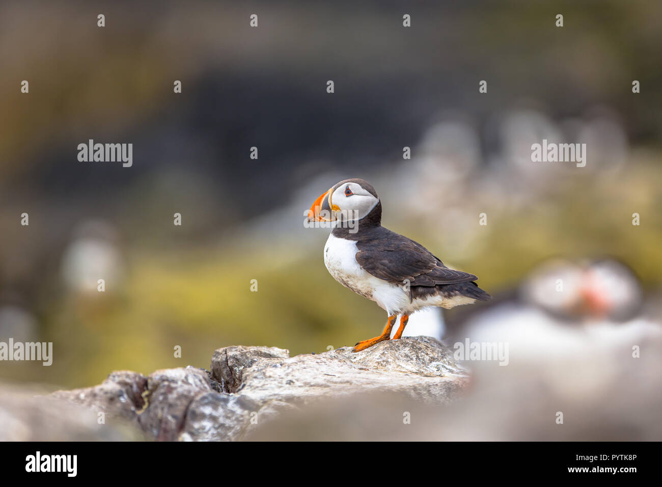 Puffins on cliff face in britain hi-res stock photography and images ...