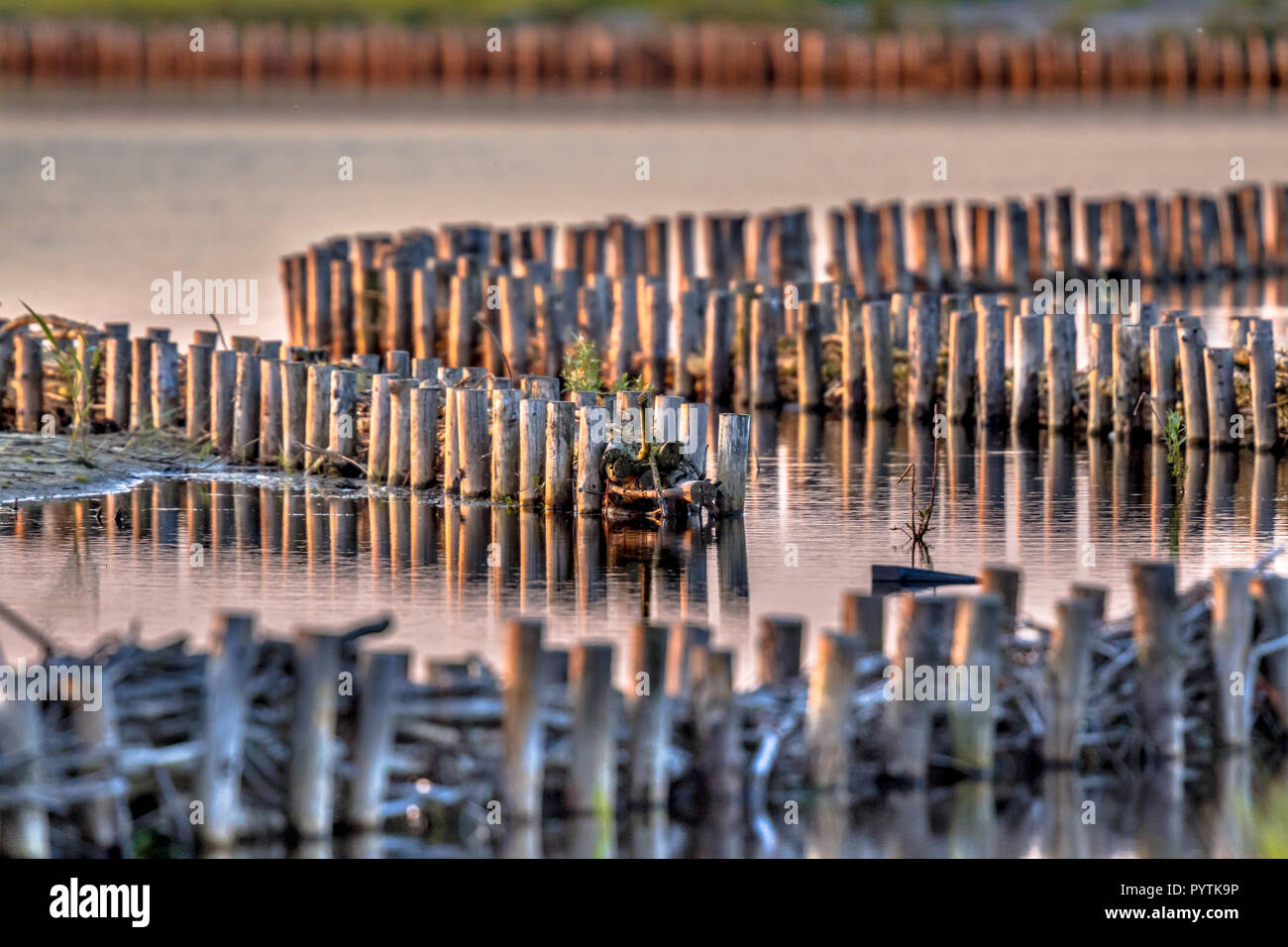 Ecological bank protection of Willow campshedding against water waves ...