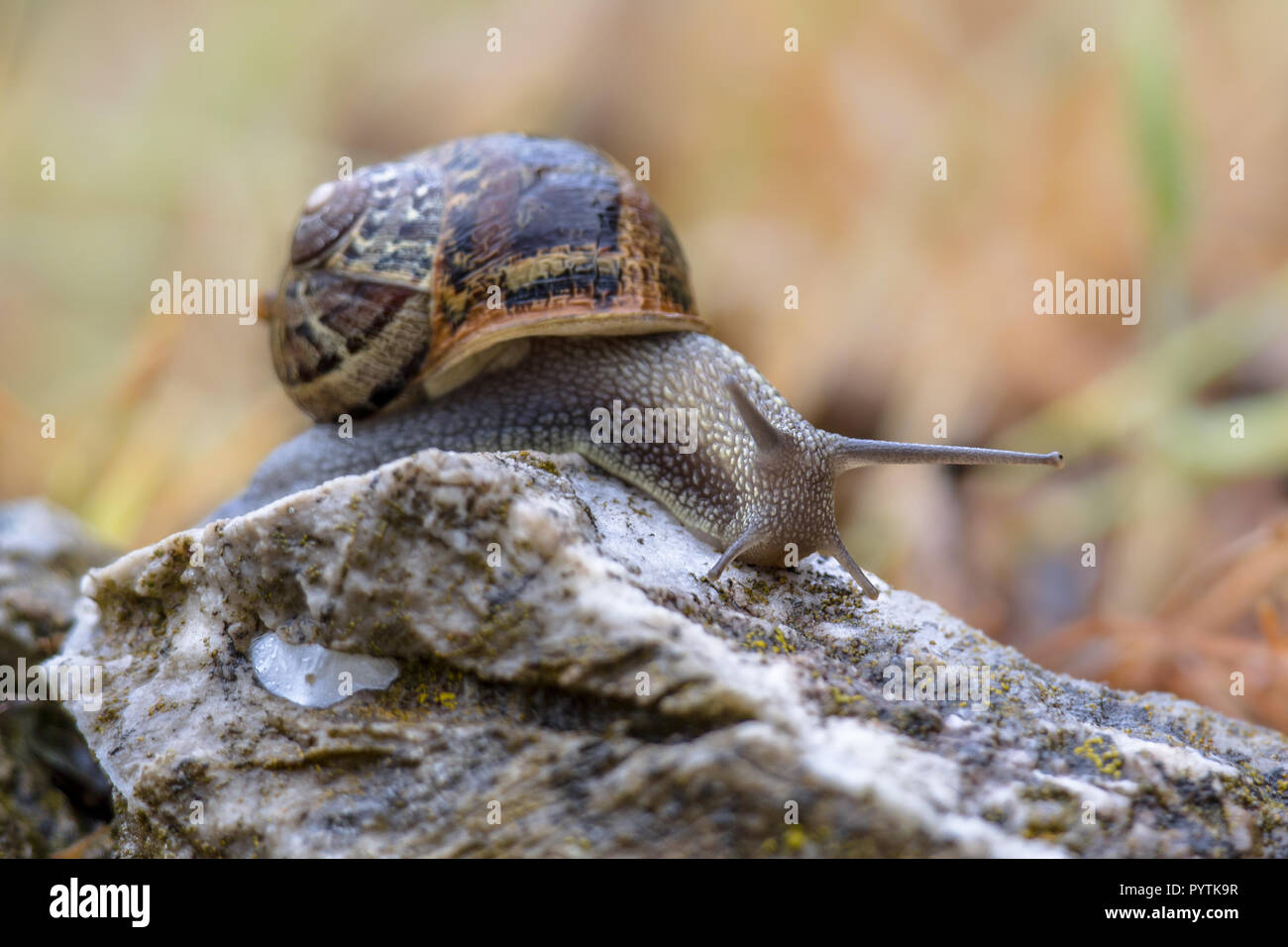 Cornu pulmonate hi-res stock photography and images - Alamy