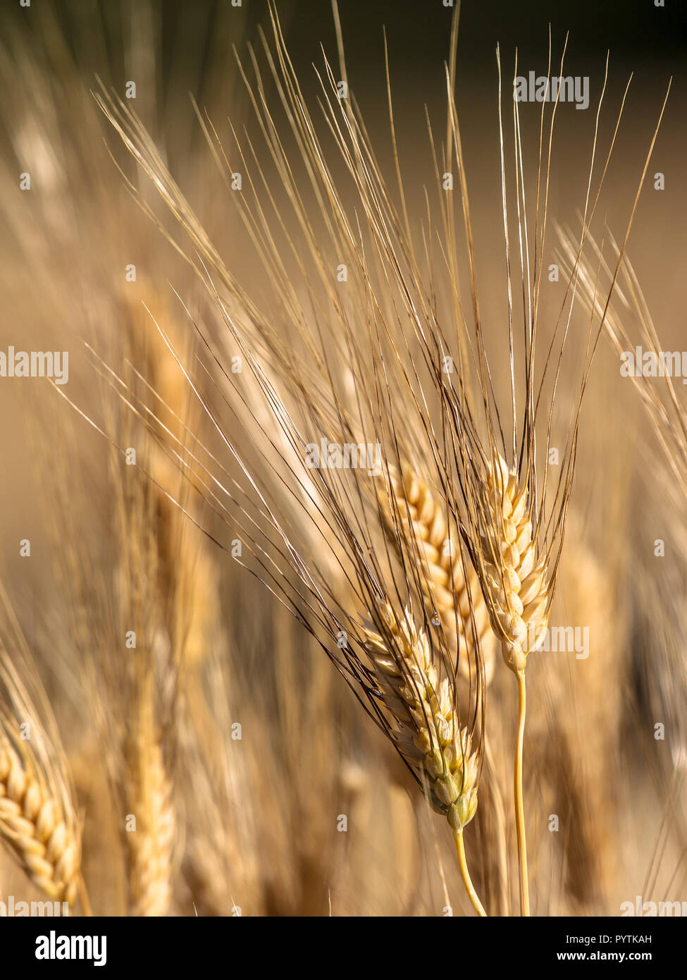 Gold barley hi-res stock photography and images - Alamy
