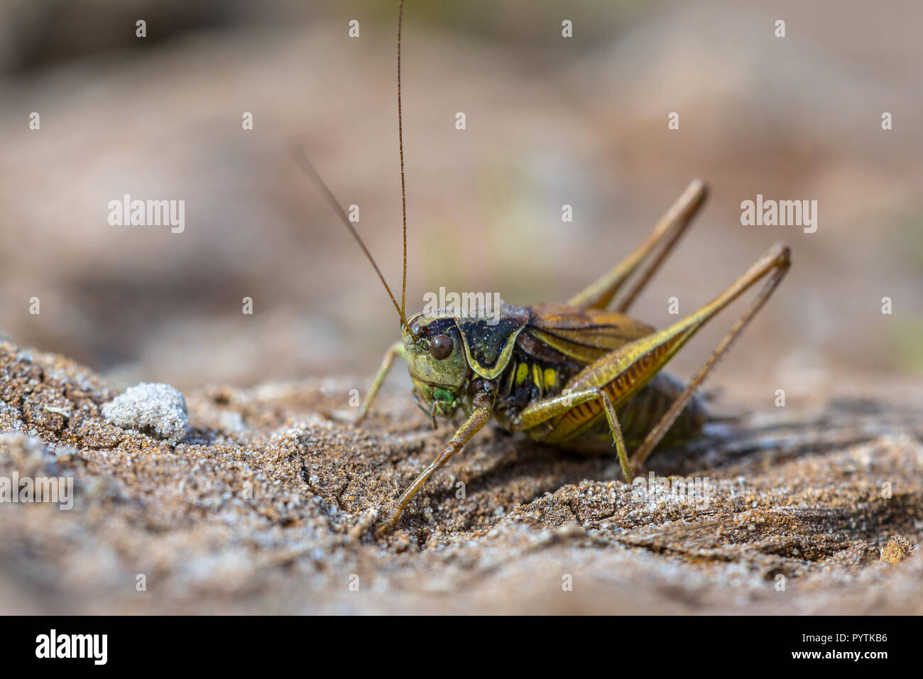Roesel's bush-cricket (Metrioptera roeselii) in natural environment ...