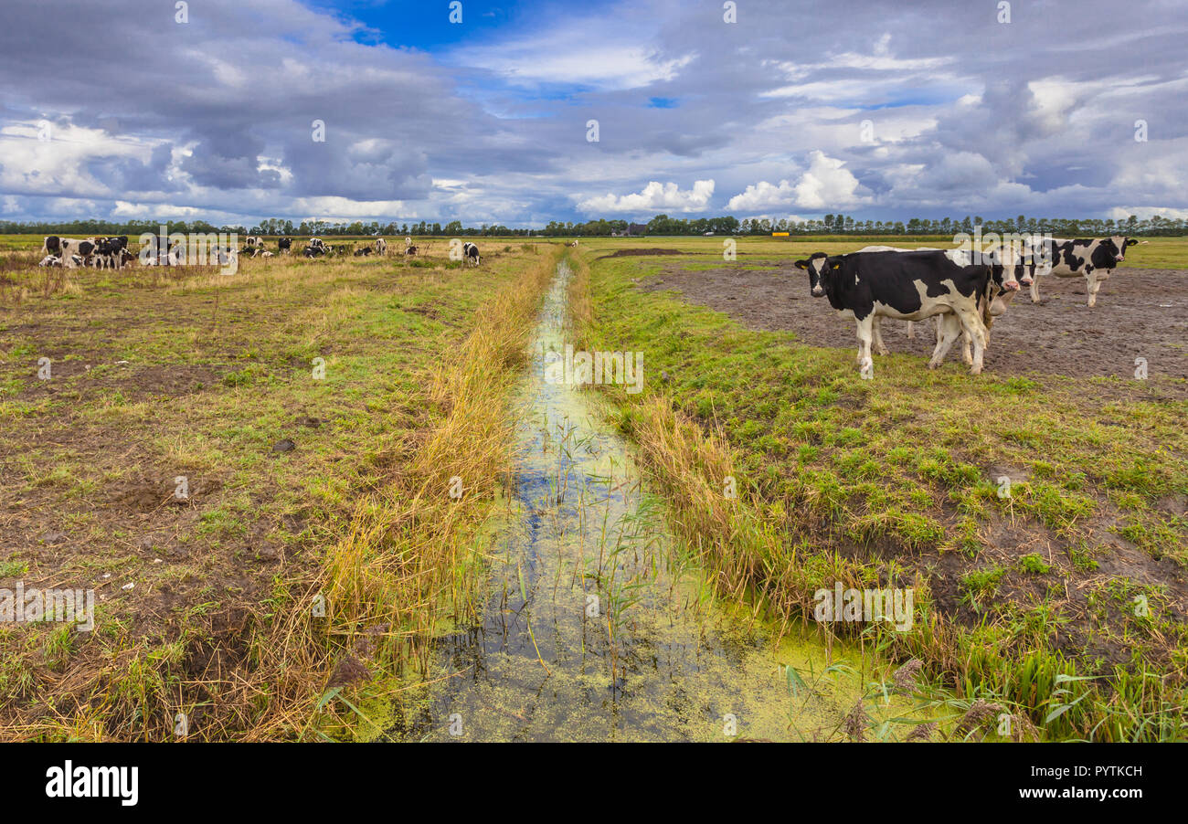 Dutch landscape meadows cows hi-res stock photography and images - Alamy