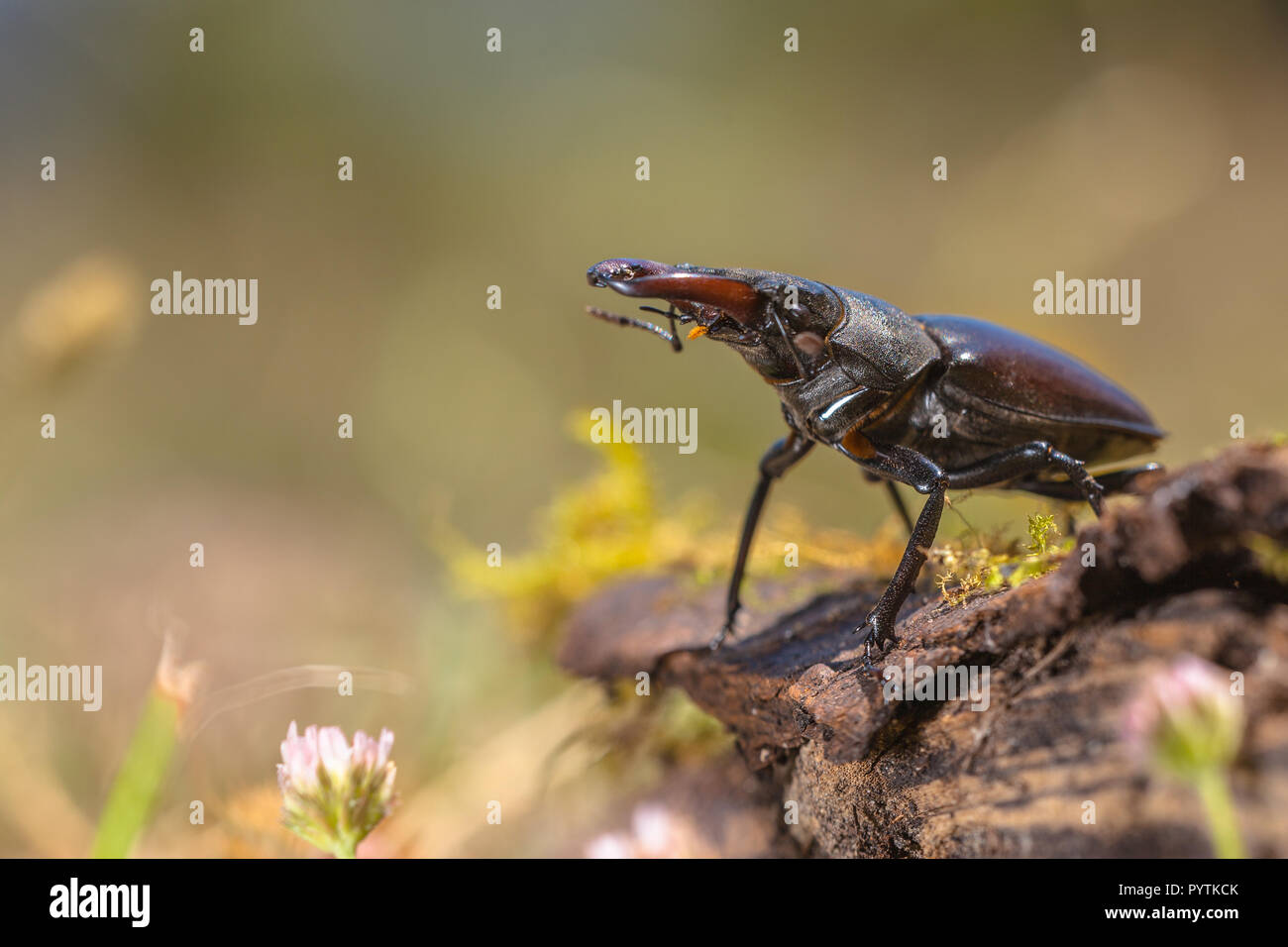 Lucanus cervus is the best-known species of stag beetle in the West ...