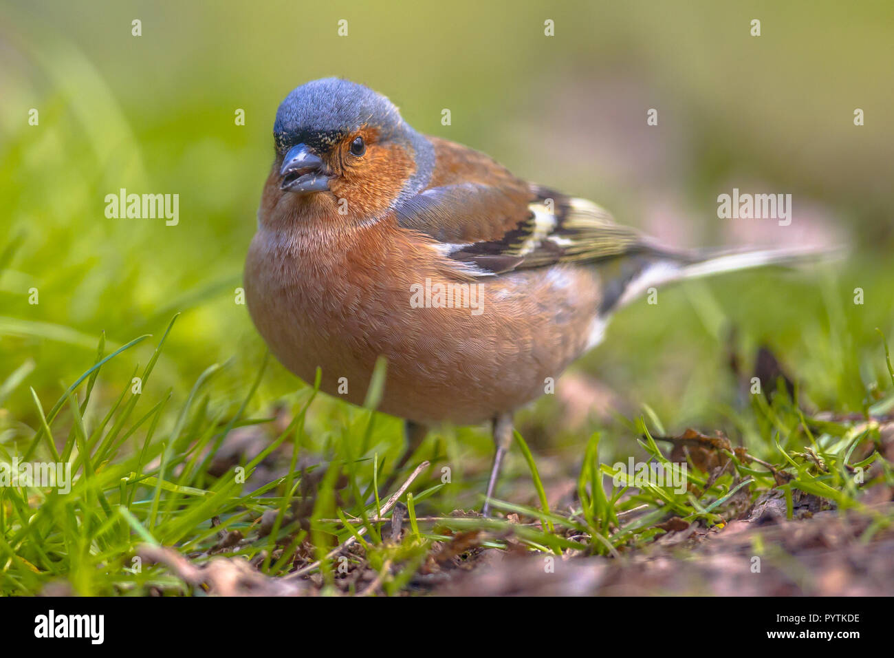 Common Chaffinch (Fringilla coelebs) on lawn of an ecological garden ...