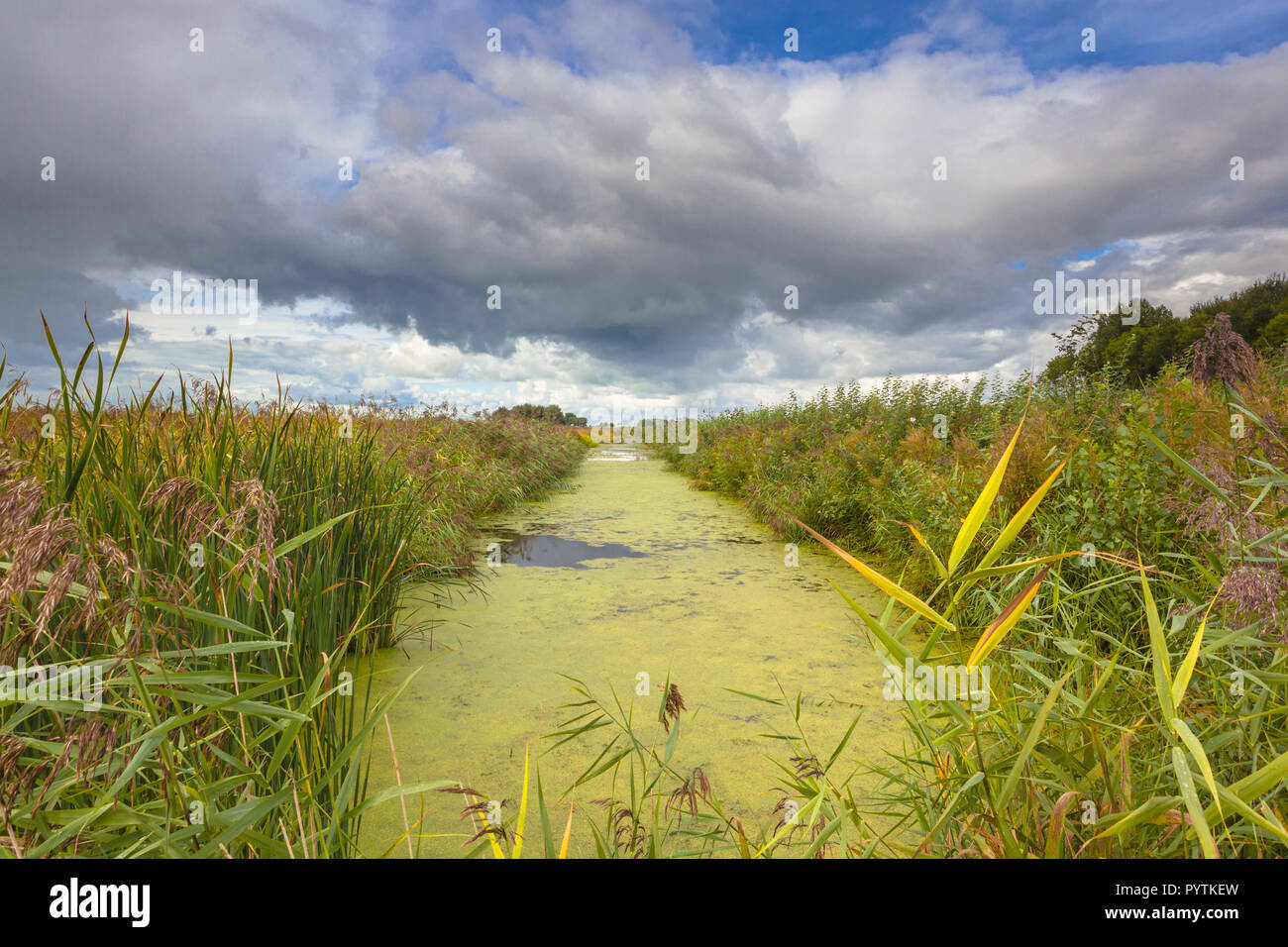 Typical Dutch Landscape with Meadows, Water and Clouds Stock Photo - Alamy