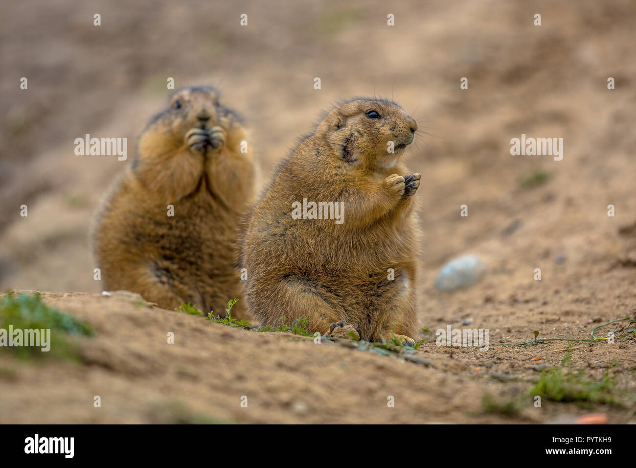 Black tailed mongoose hi-res stock photography and images - Alamy