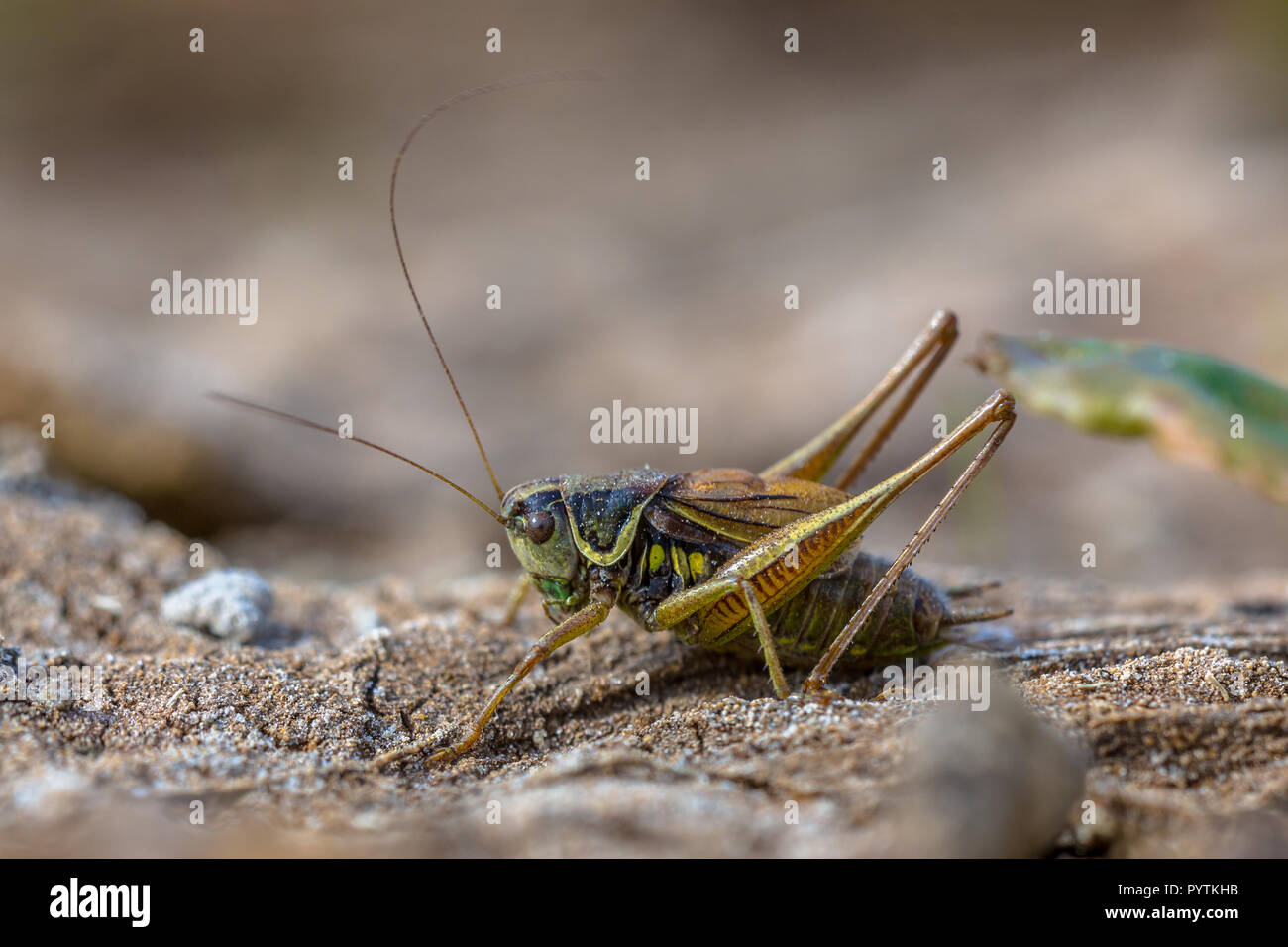 Grasshopper at their natural habitat hi-res stock photography and ...
