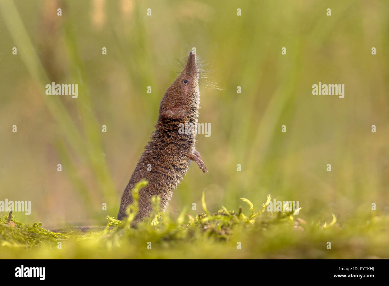 Pygmy shrew hi-res stock photography and images - Alamy