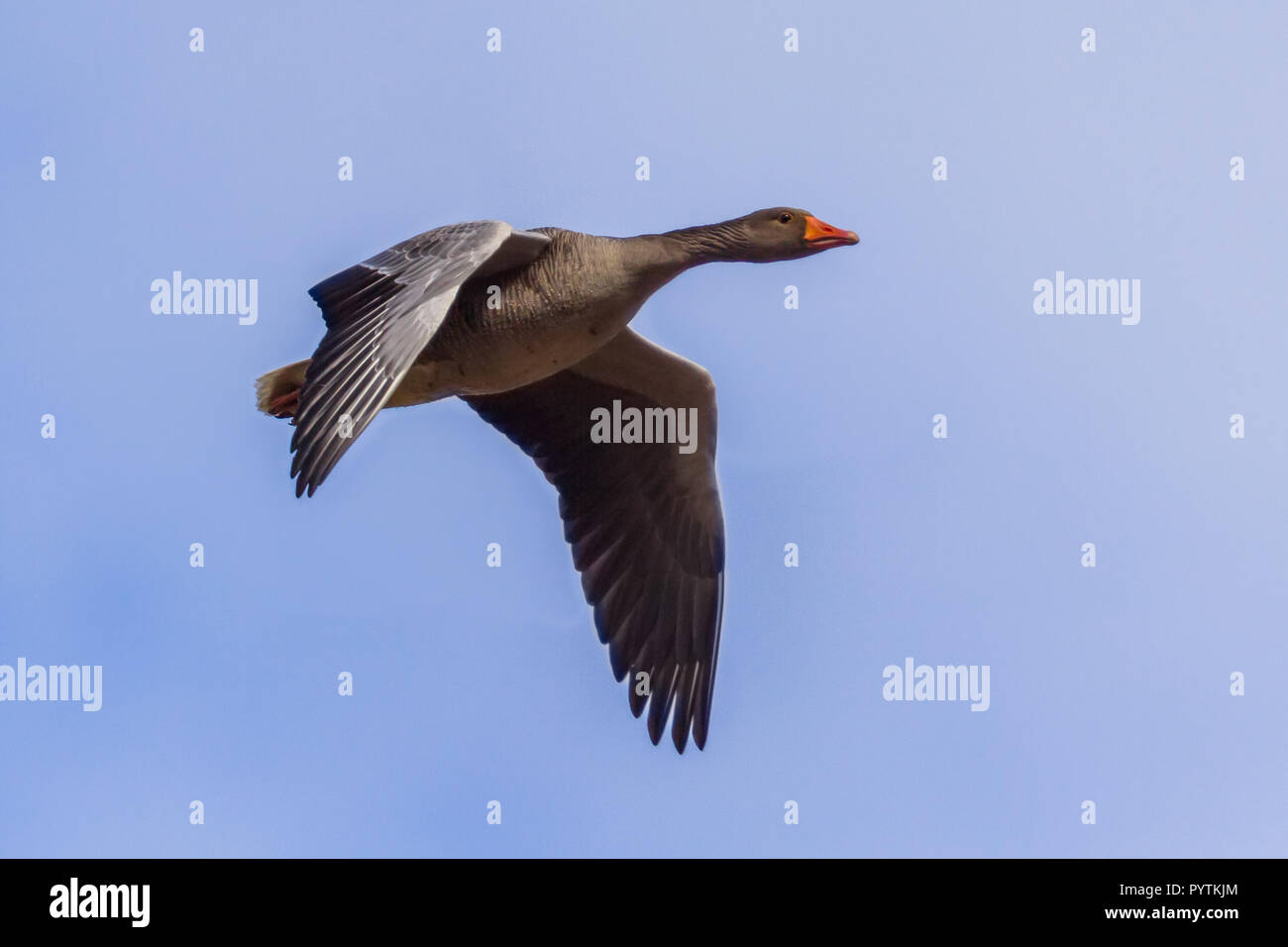 Waterfowl migration route hi-res stock photography and images - Alamy