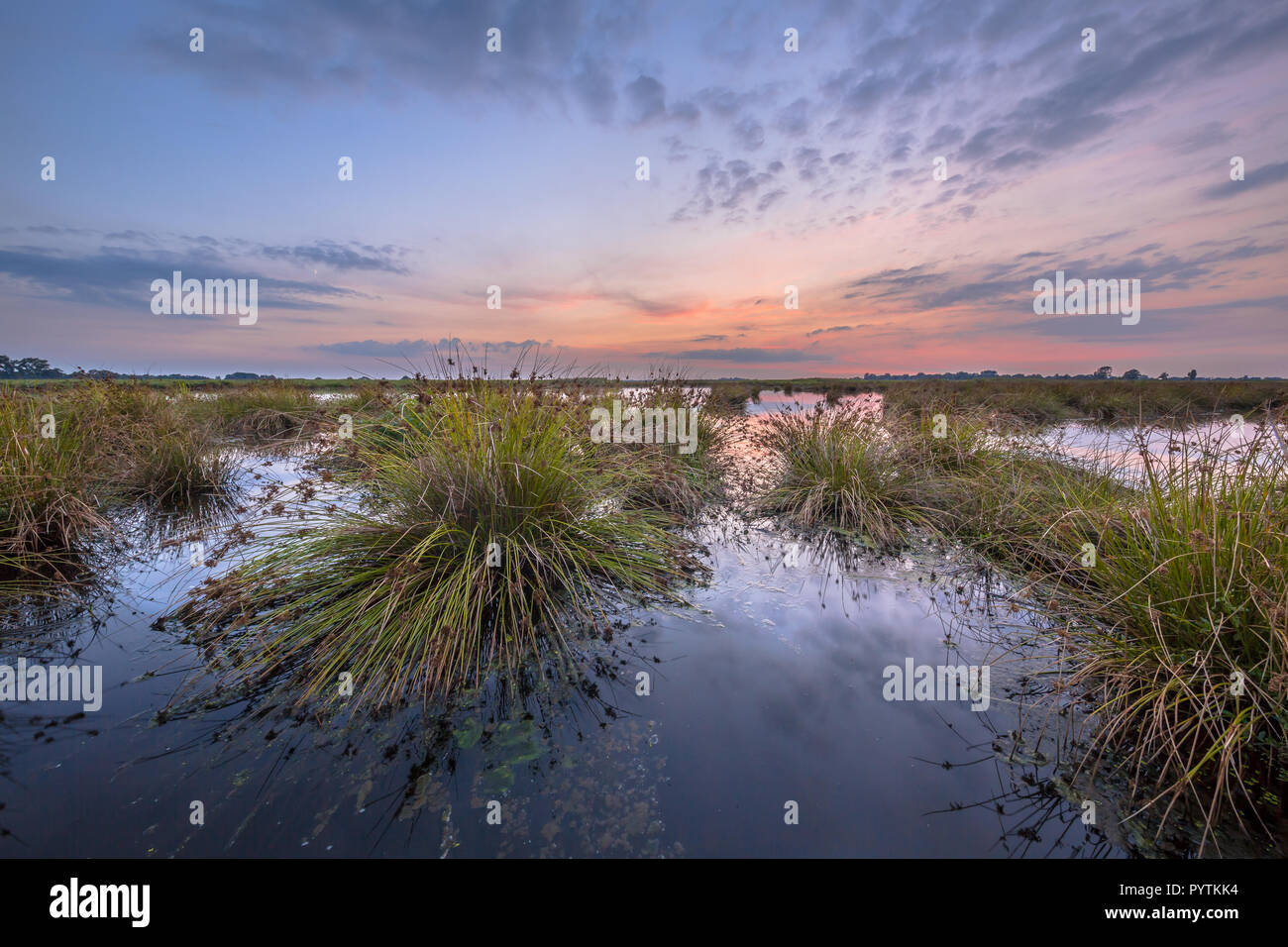Large clumps of Soft rush (Juncus effusus) growing in reflecting water ...