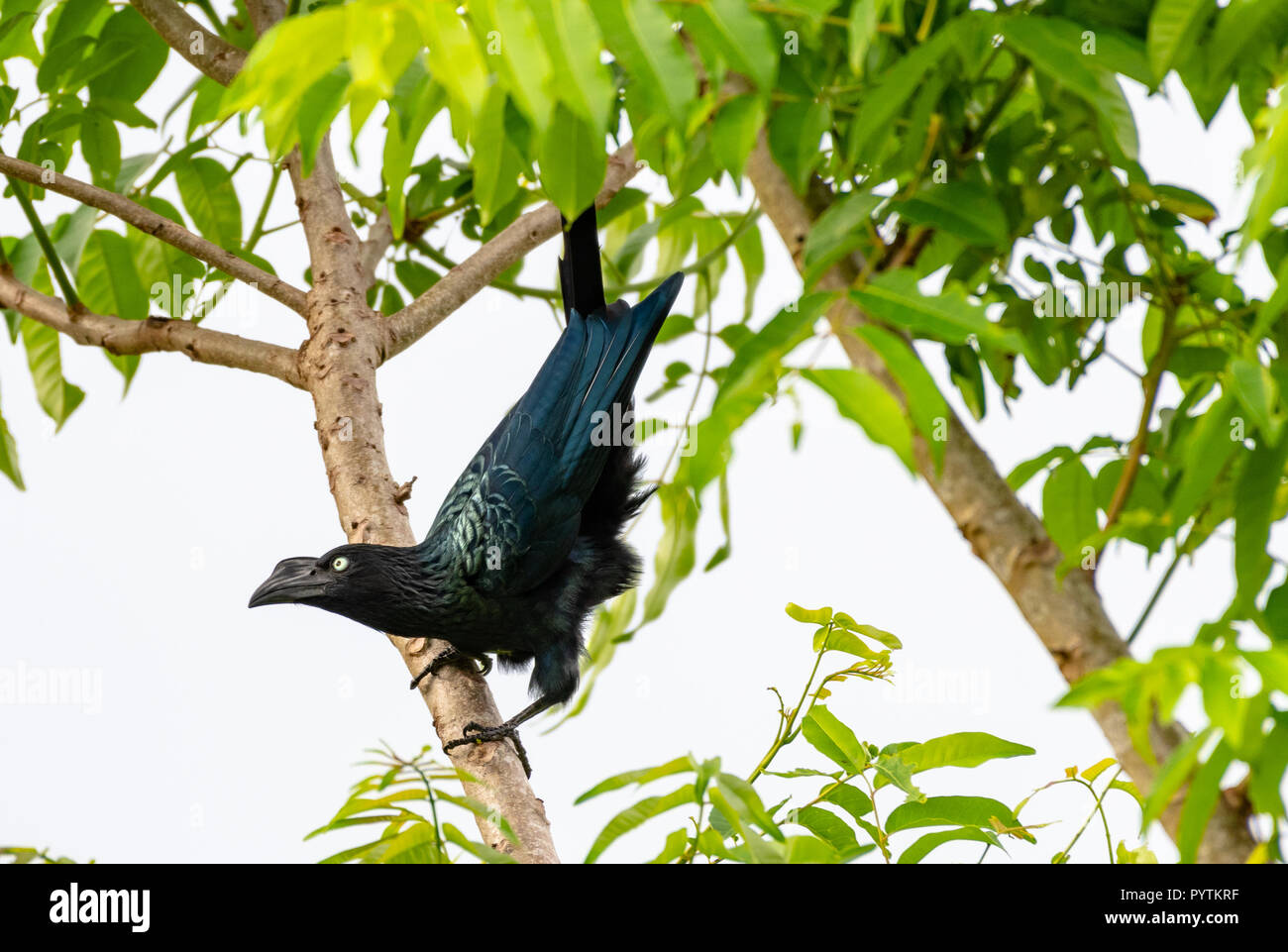 Ani background hi-res stock photography and images - Alamy