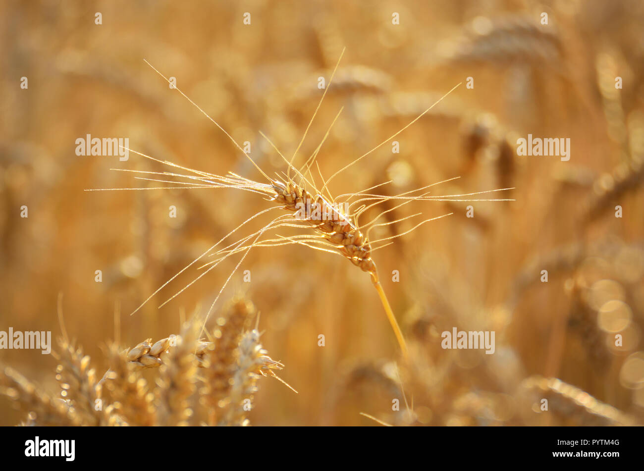 Barley field under cloudy blue sky in Ukraine Stock Photo - Alamy