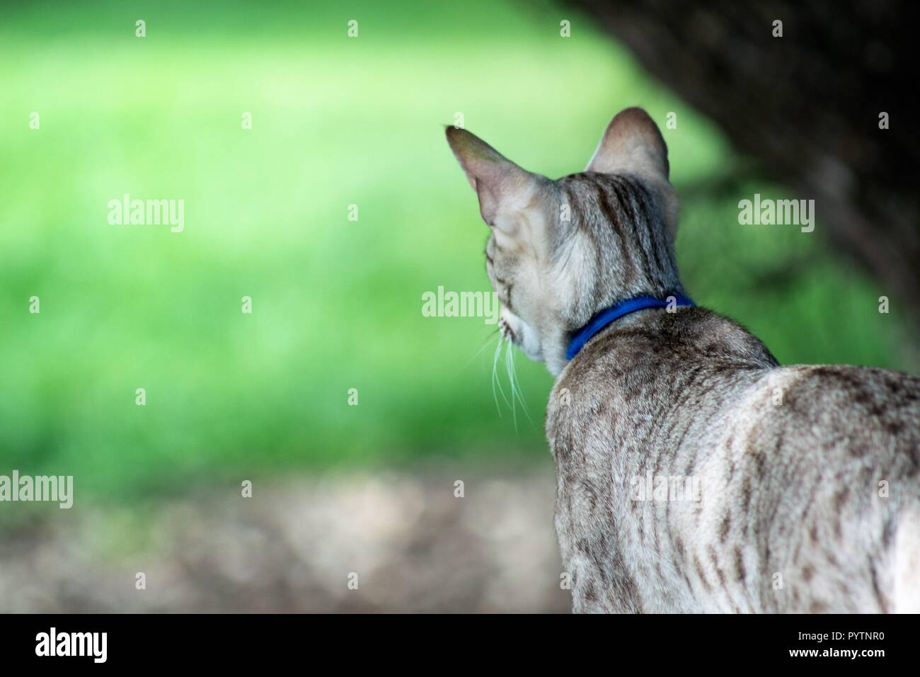Cat behind ears hi-res stock photography and images - Alamy