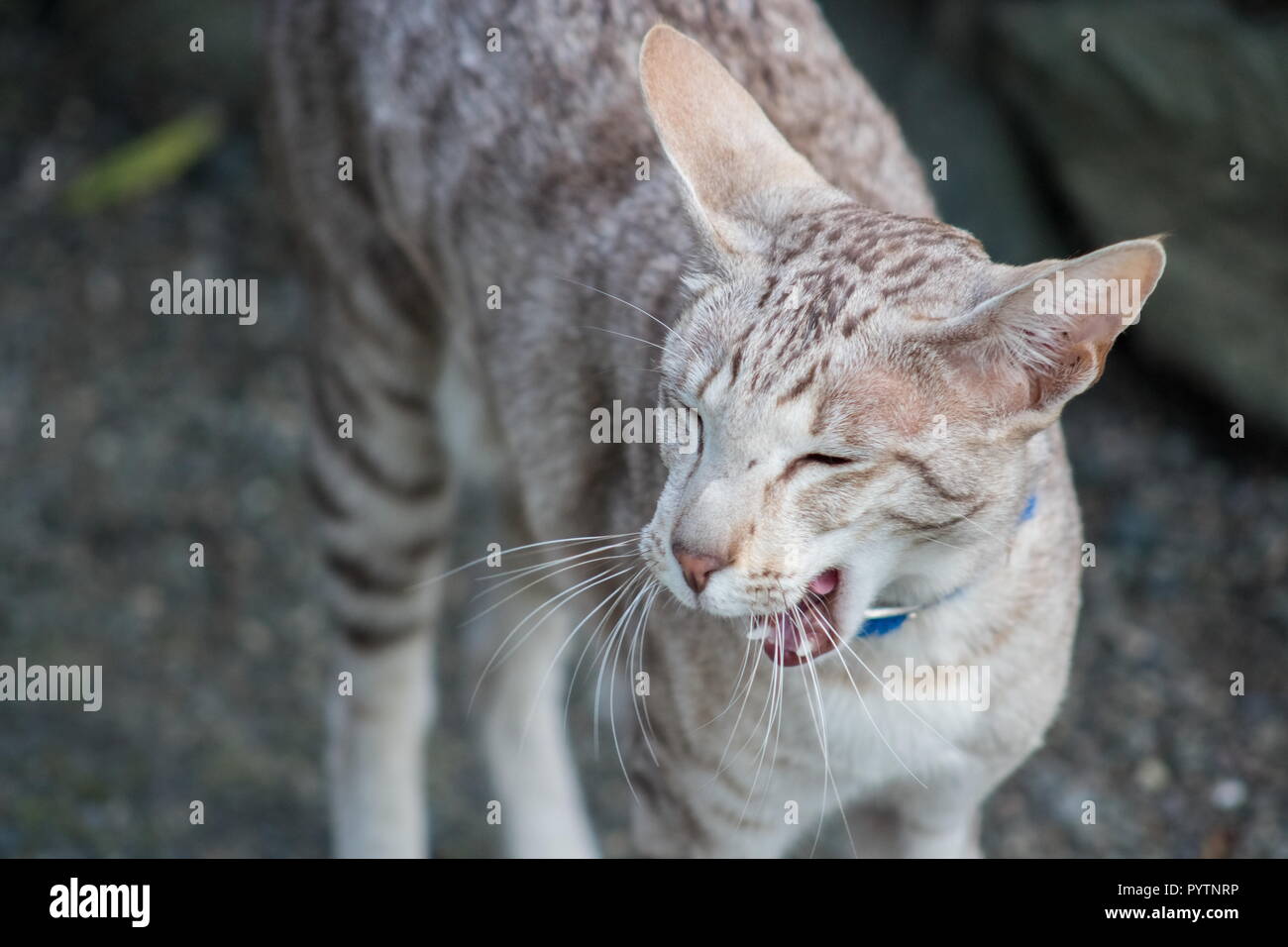 A cat meowing hi-res stock photography and images - Alamy