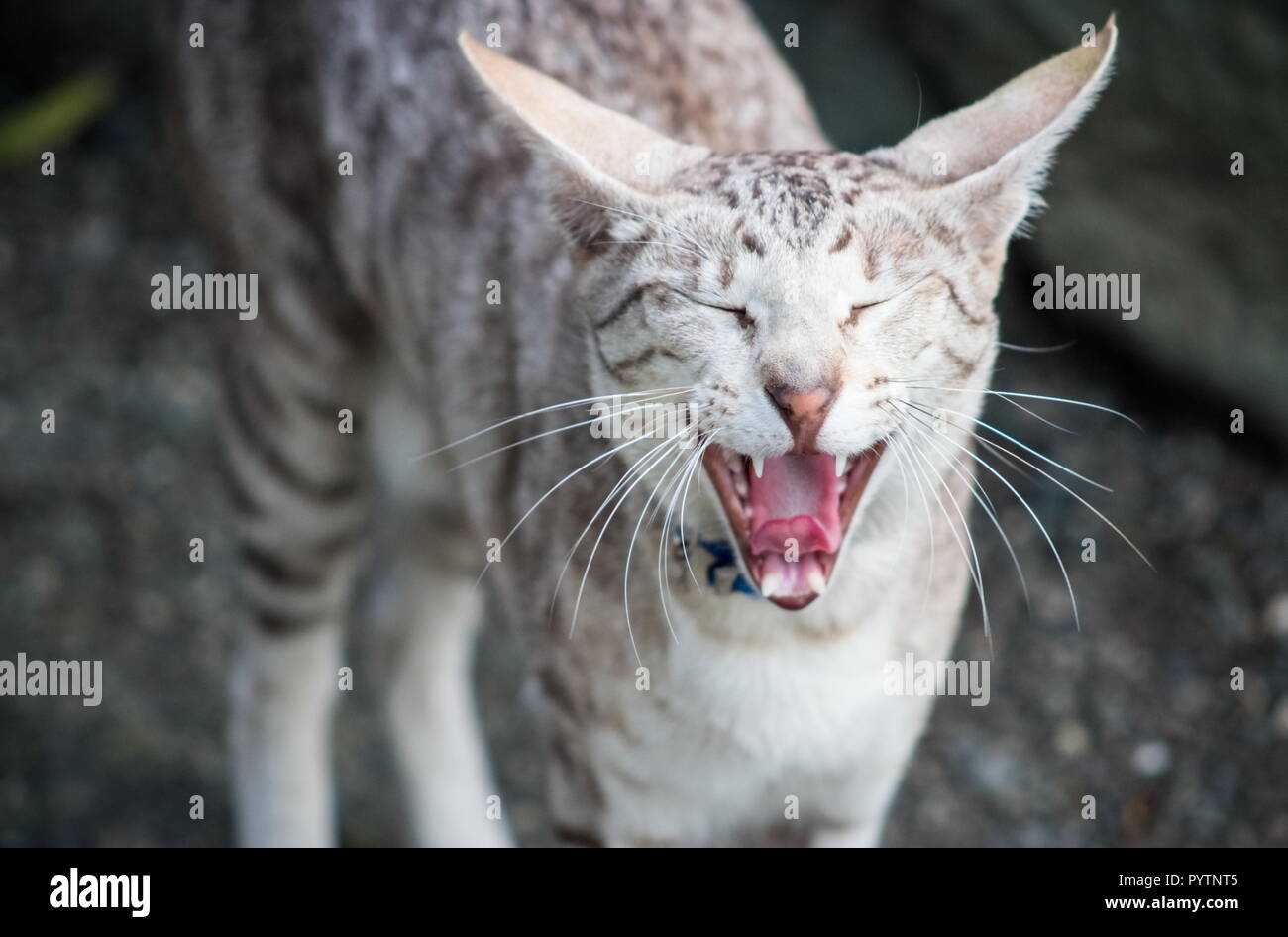 Tabby Cat Face High Resolution Stock Photography and Images - Alamy