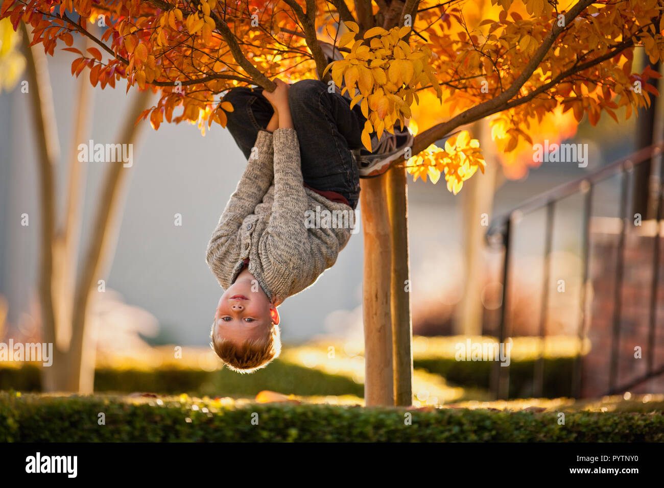 Boy hanging upside down from the tree Stock Photo - Alamy