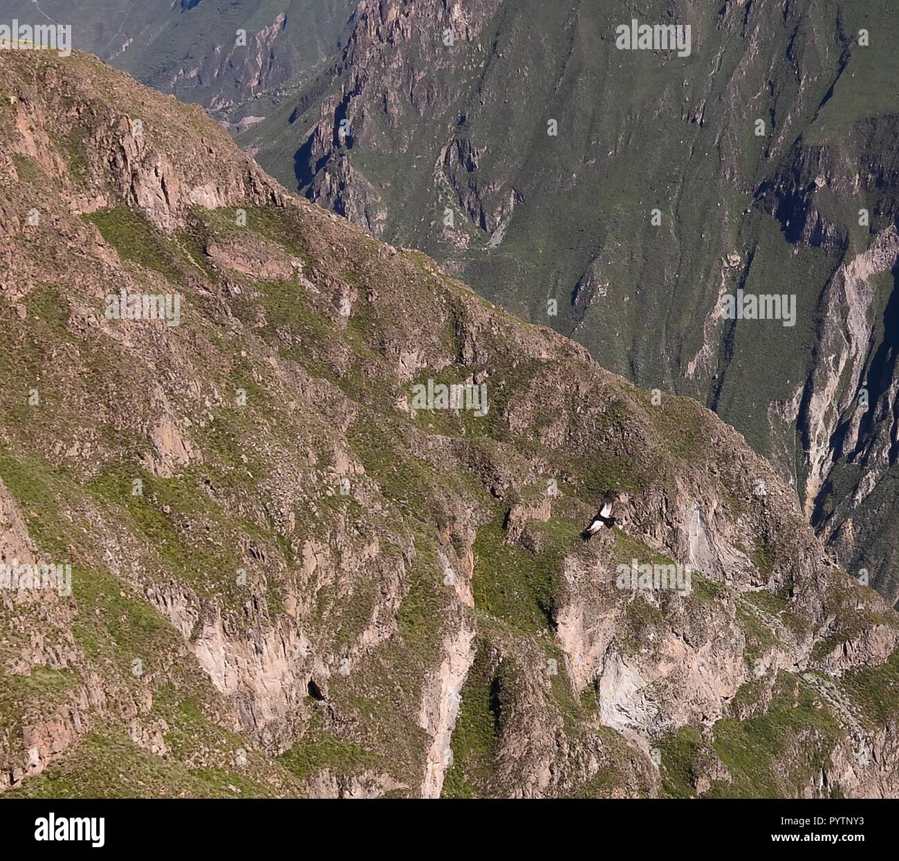 Condors above the Colca canyon at Condor Cross or Cruz Del Condor ...
