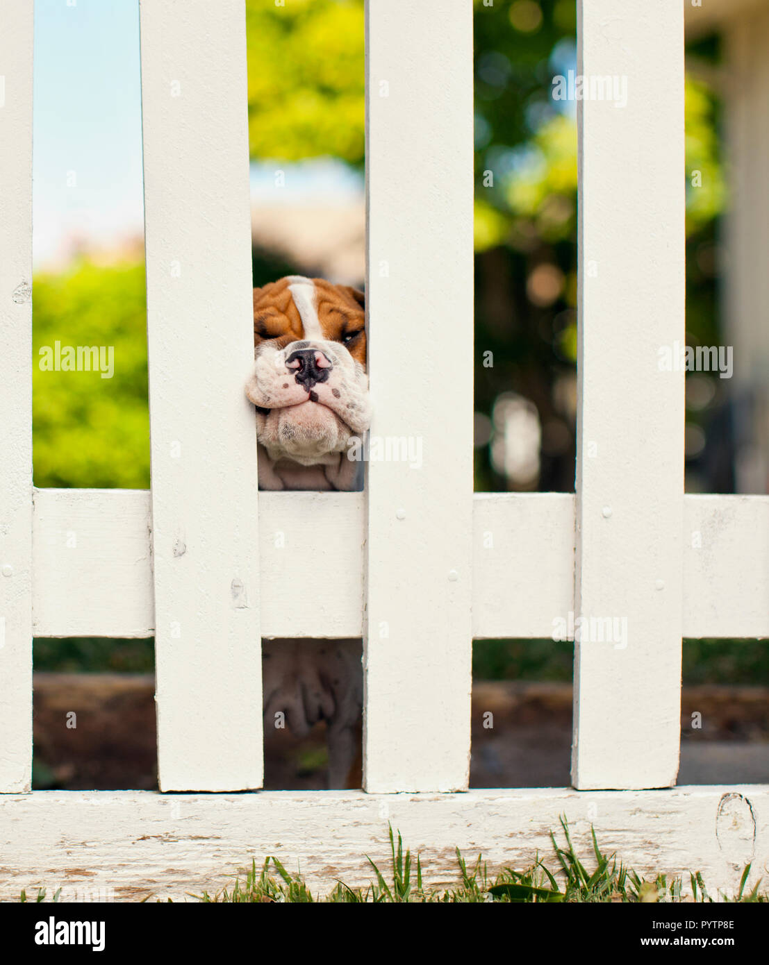 Dog peeking through fence hi-res stock photography and images - Alamy
