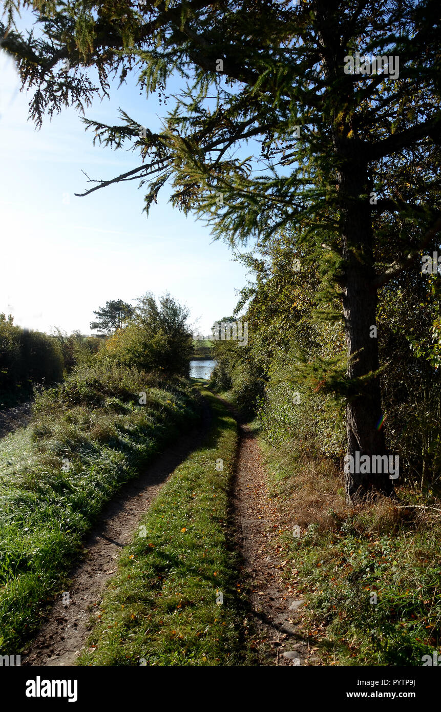 Landscape where a narrow overgrown wheeltrack leads to a lake Stock ...