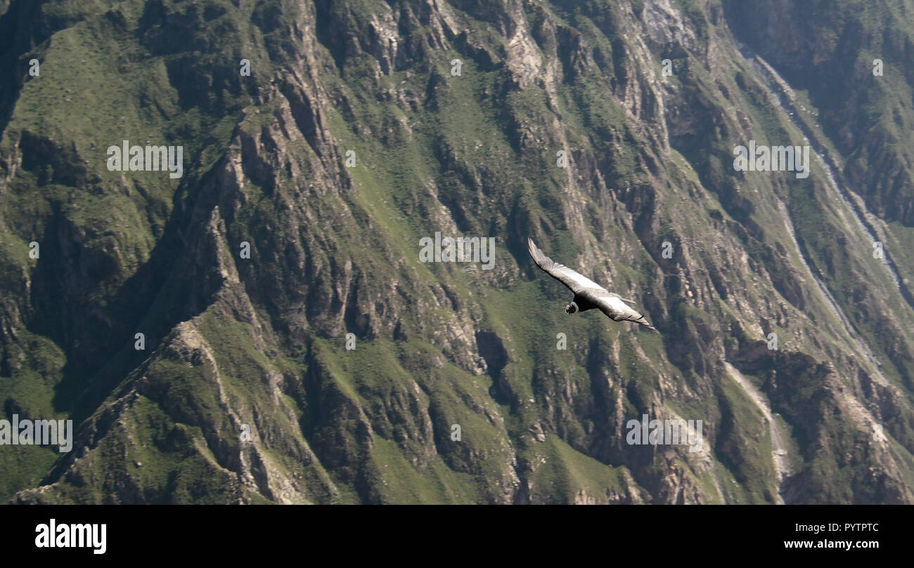 Condors above the Colca canyon at Condor Cross or Cruz Del Condor ...