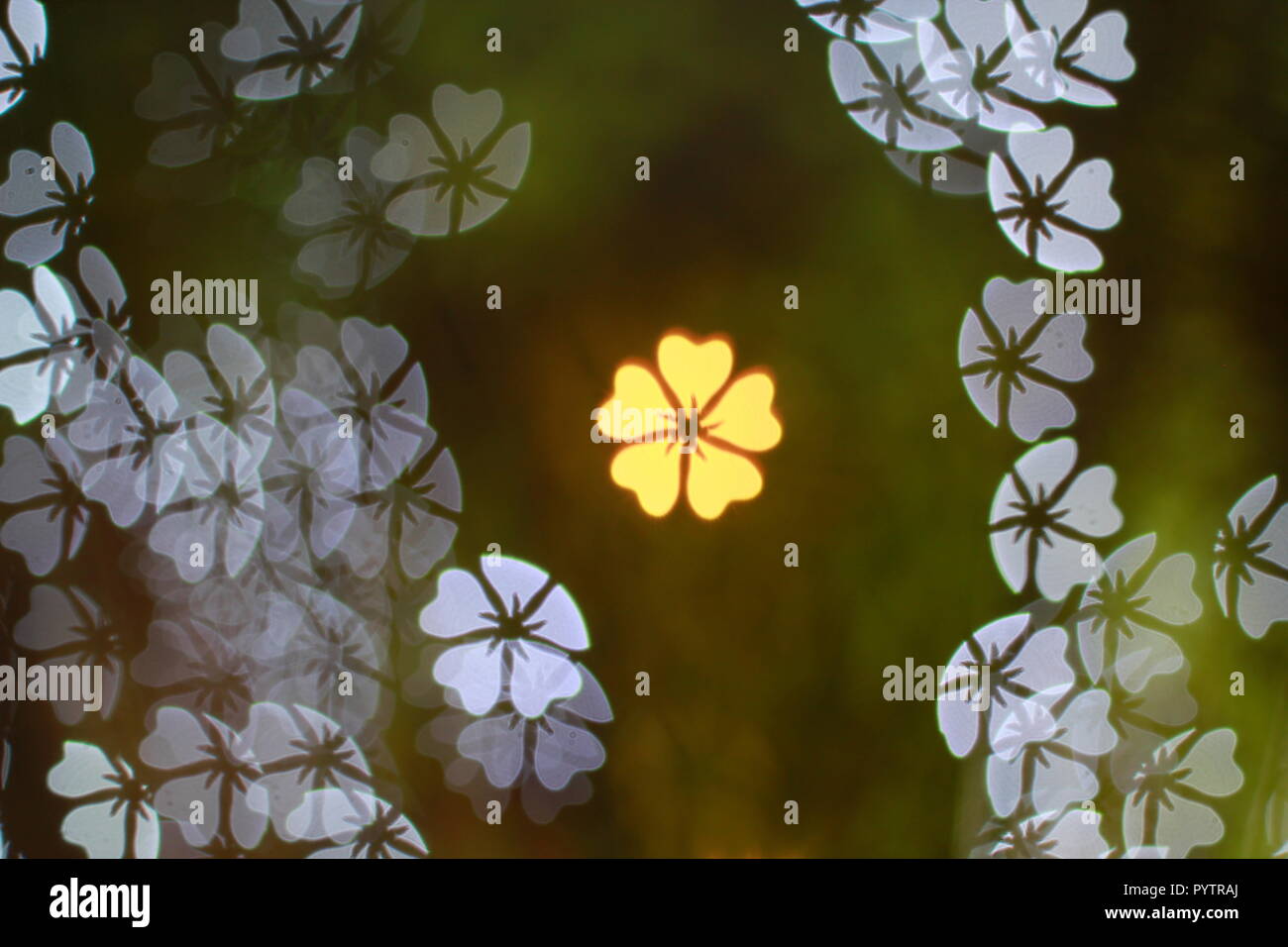 Hibiscus Flower Light Bokeh Stock Photo - Alamy