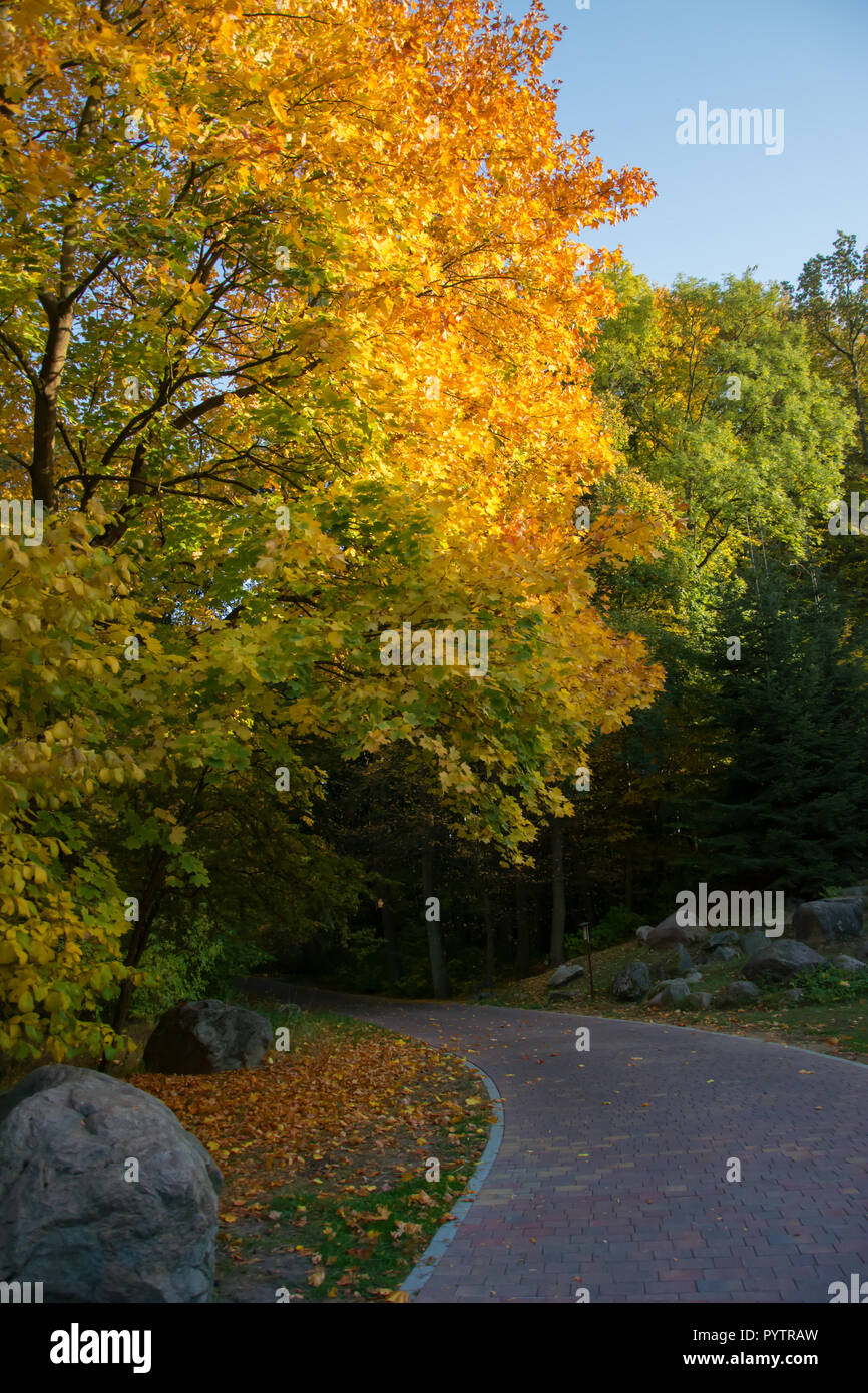 Colorful trees in fall Stock Photo - Alamy