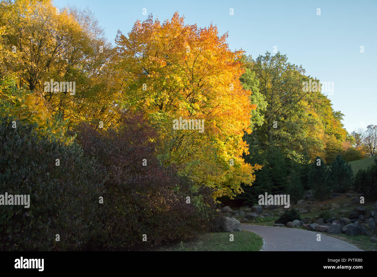 Colorful trees in fall Stock Photo - Alamy