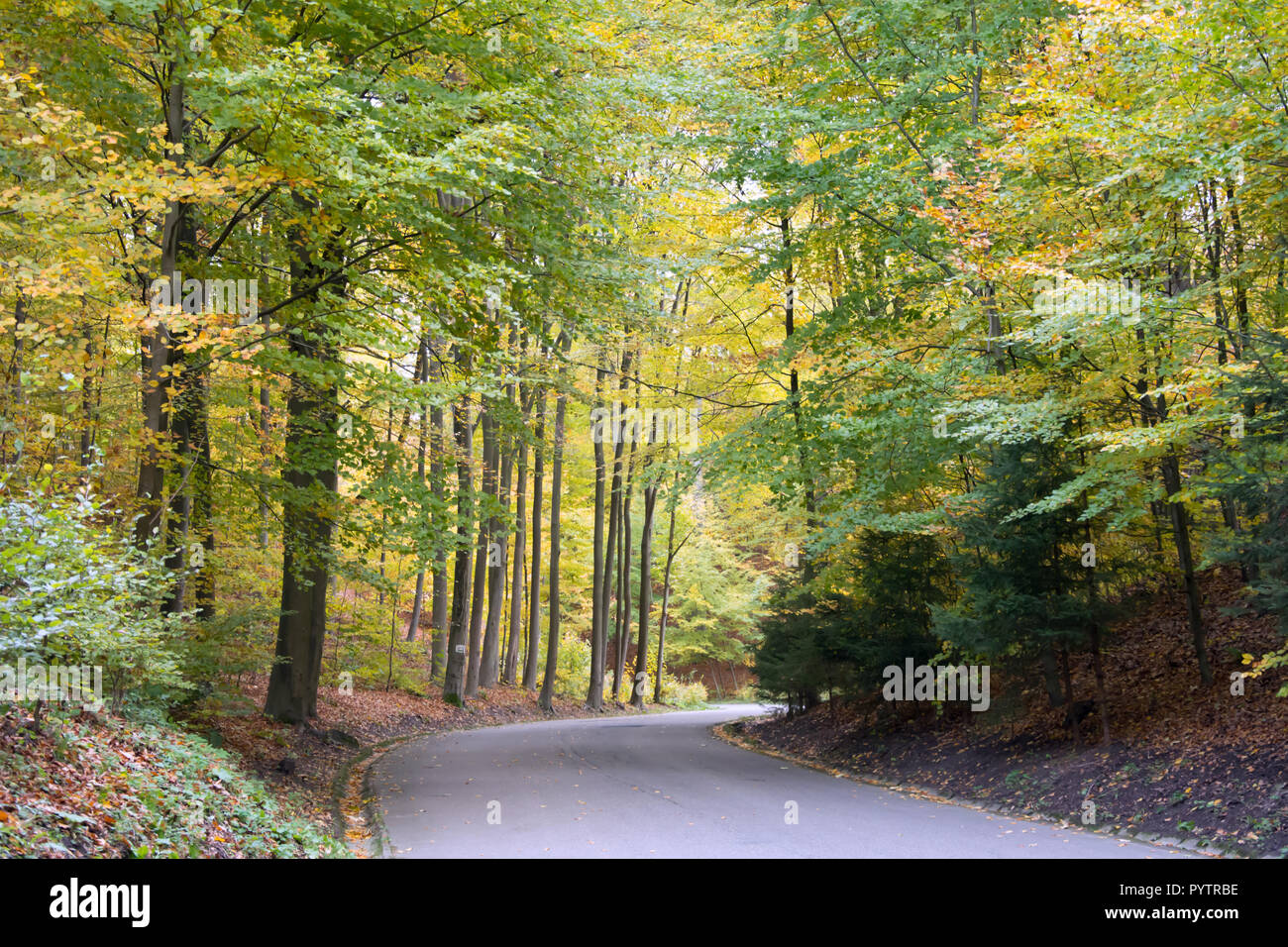 Road in beech woodland in autumn - trees with yellow and green foliage ...