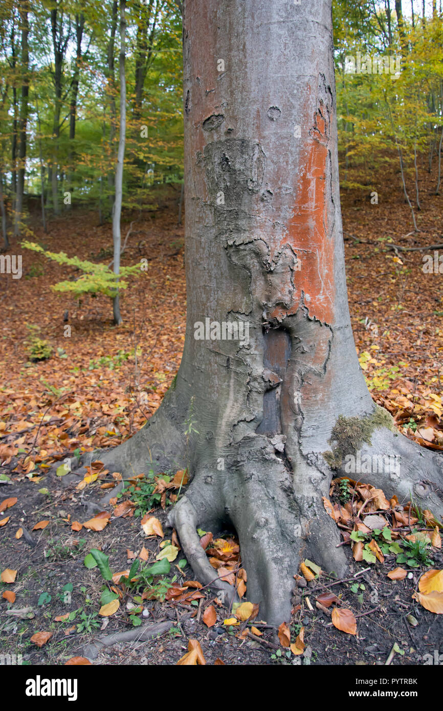 Beech Tree Trunk