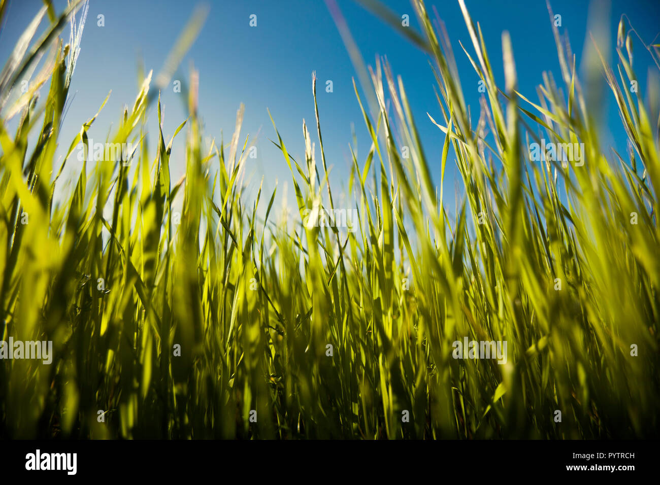 Horizontal picture green grass hi-res stock photography and images - Alamy