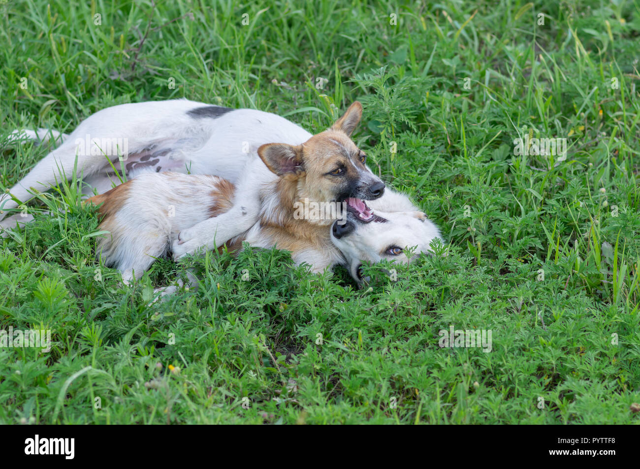 Small dog and big dog together hi-res stock photography and images - Alamy