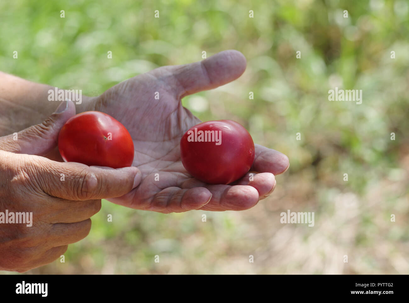 Rough farmer hands taking hi-res stock photography and images - Alamy