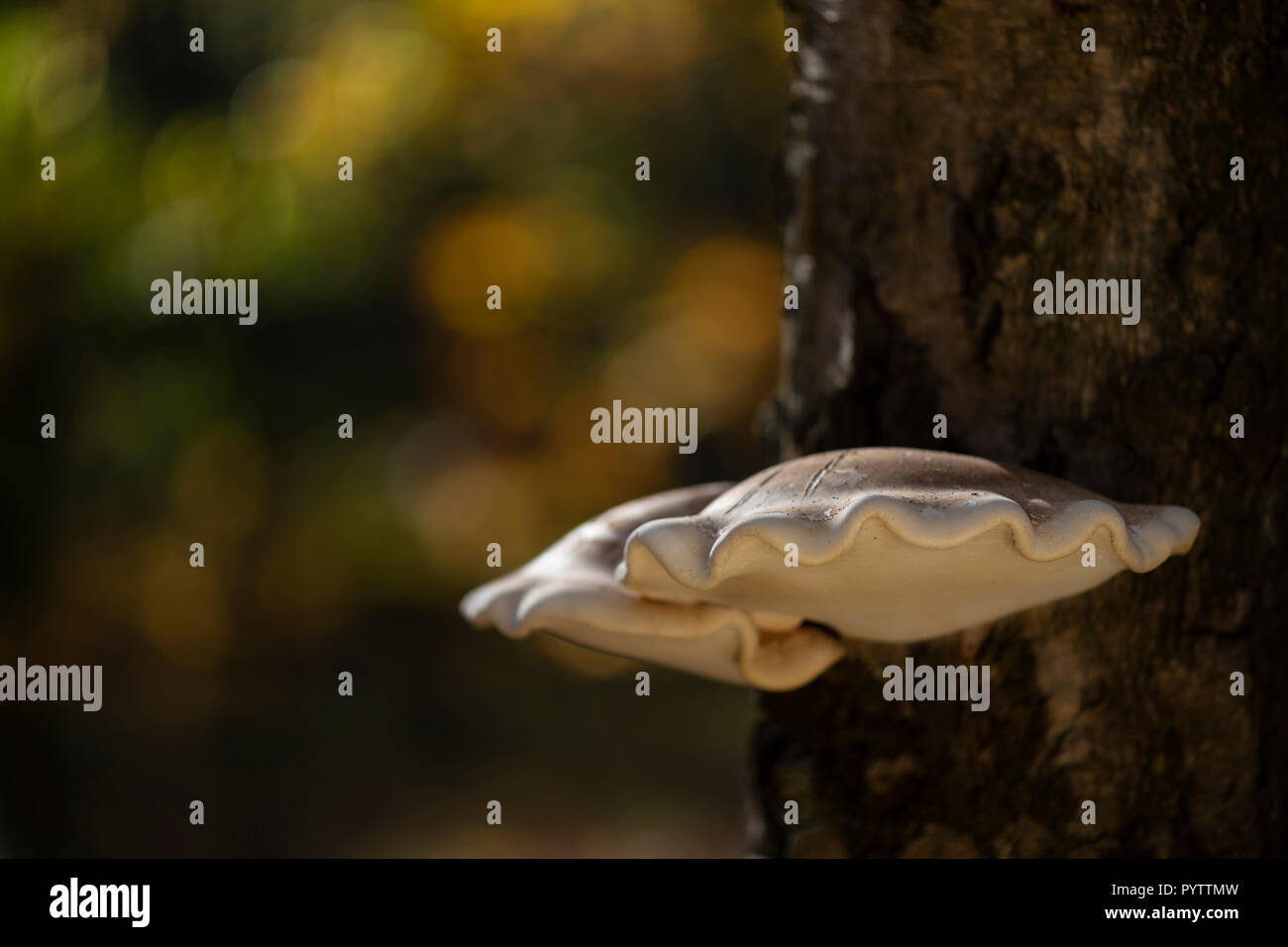 Piptoporus betulinus Birch fungus in the family Fomitopsidaceae in the ...