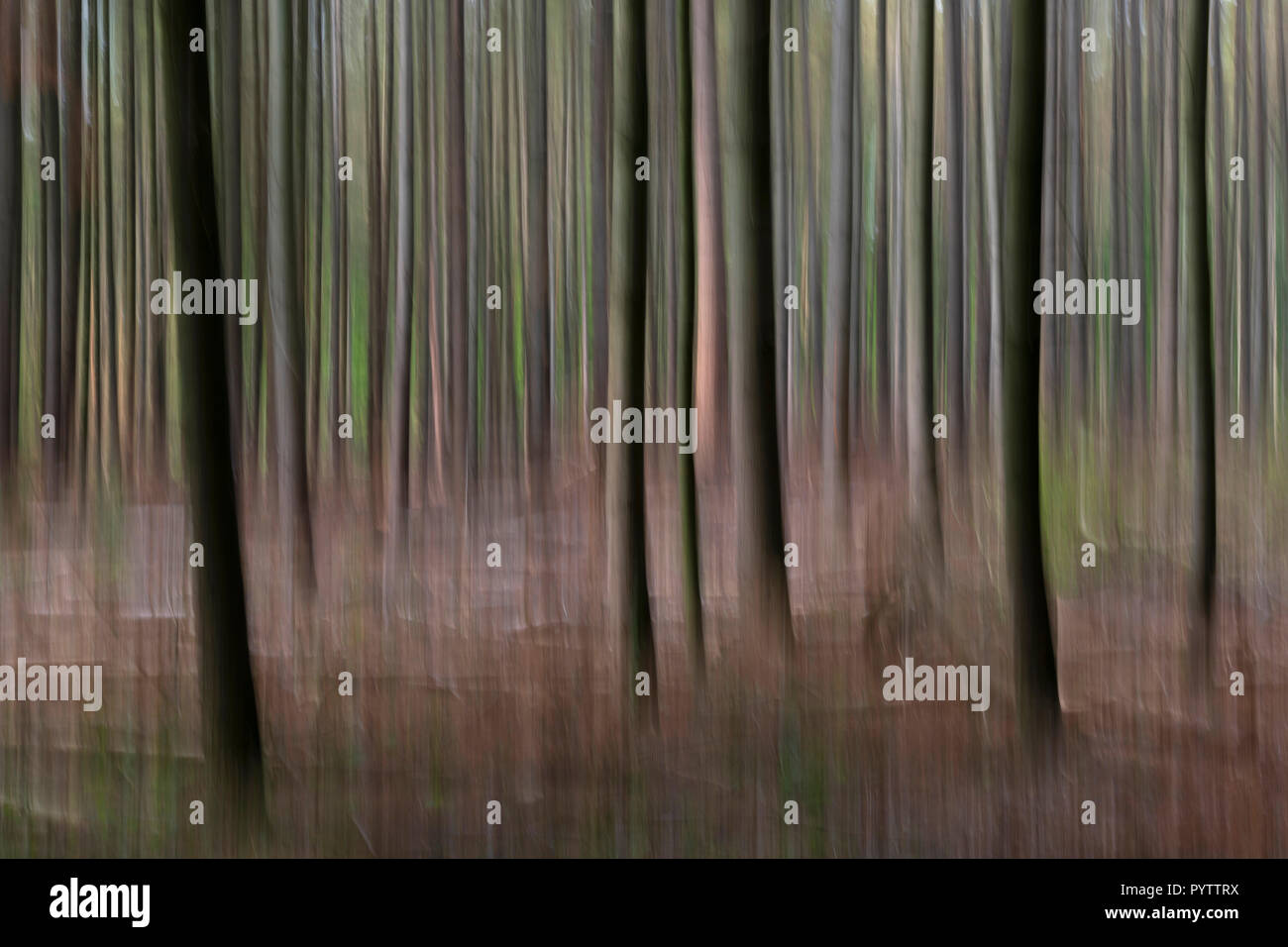 Abstract trees in a forest photographed with subtle movement so ...
