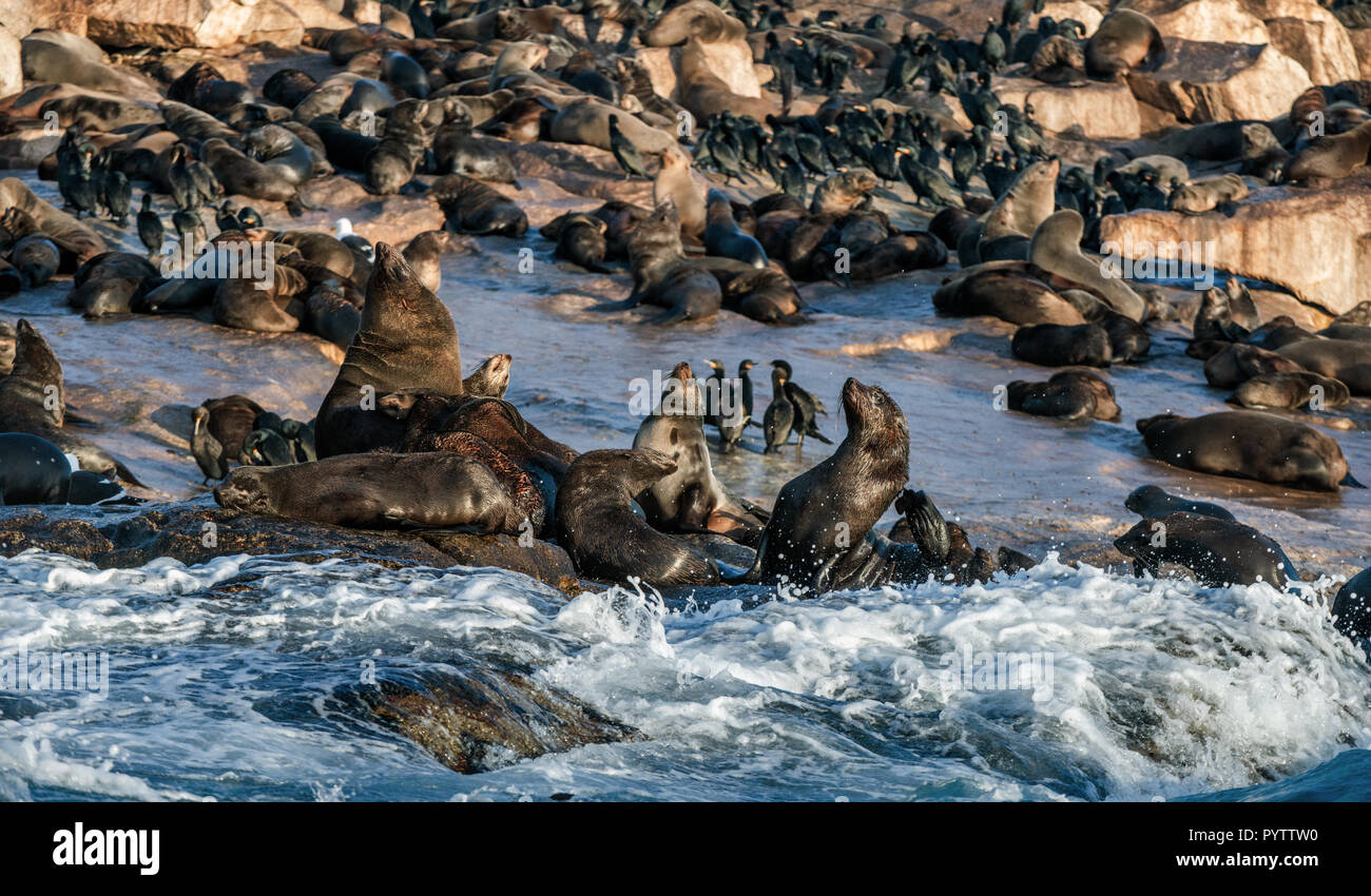 African Penguins on Seal Island. Seals colony on the background ...