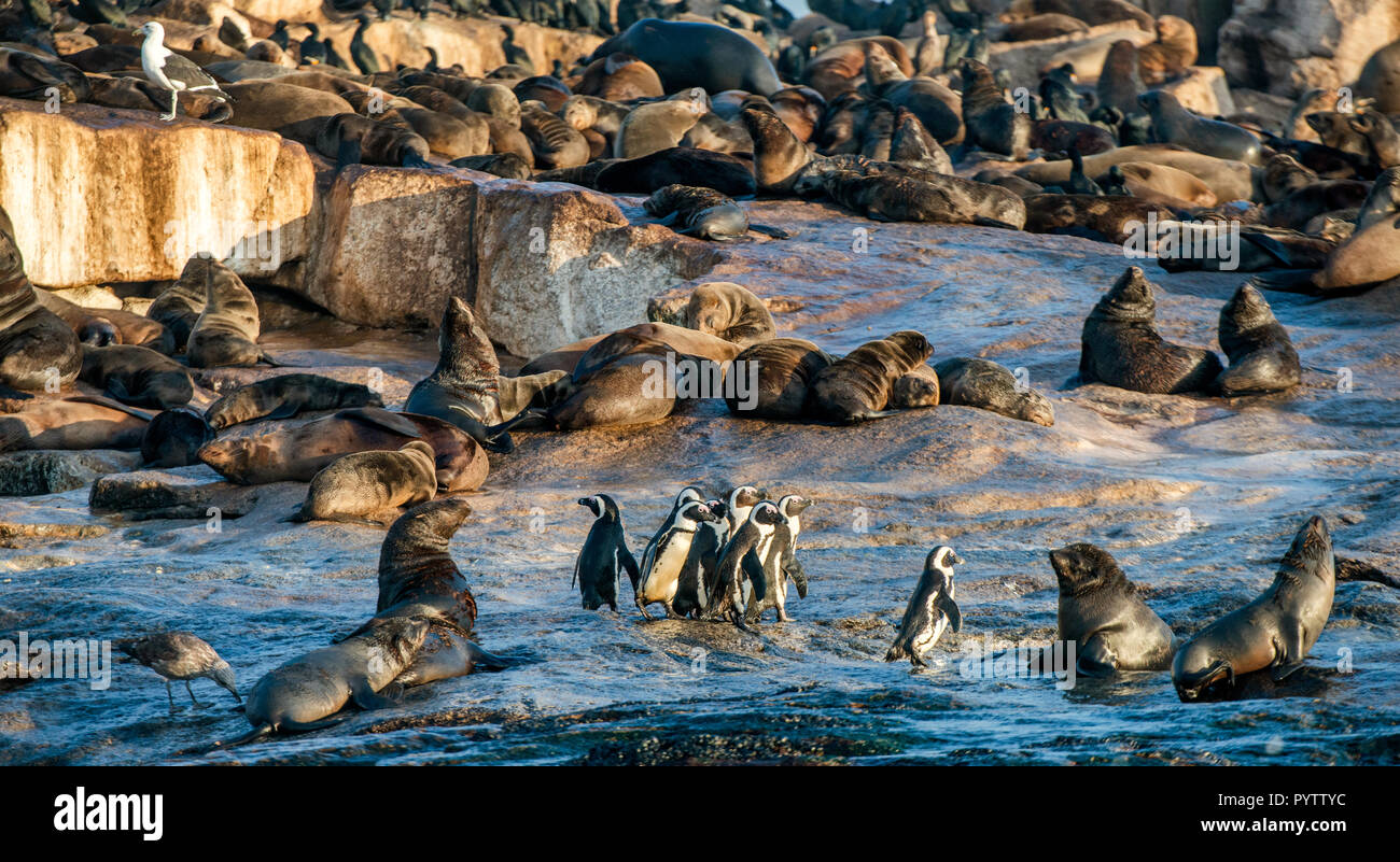 Penguins seals background hi-res stock photography and images - Alamy
