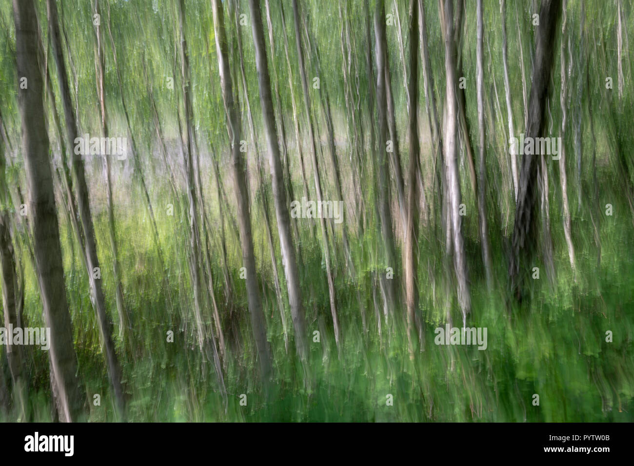 Abstract trees in a forest photographed with subtle movement so ...