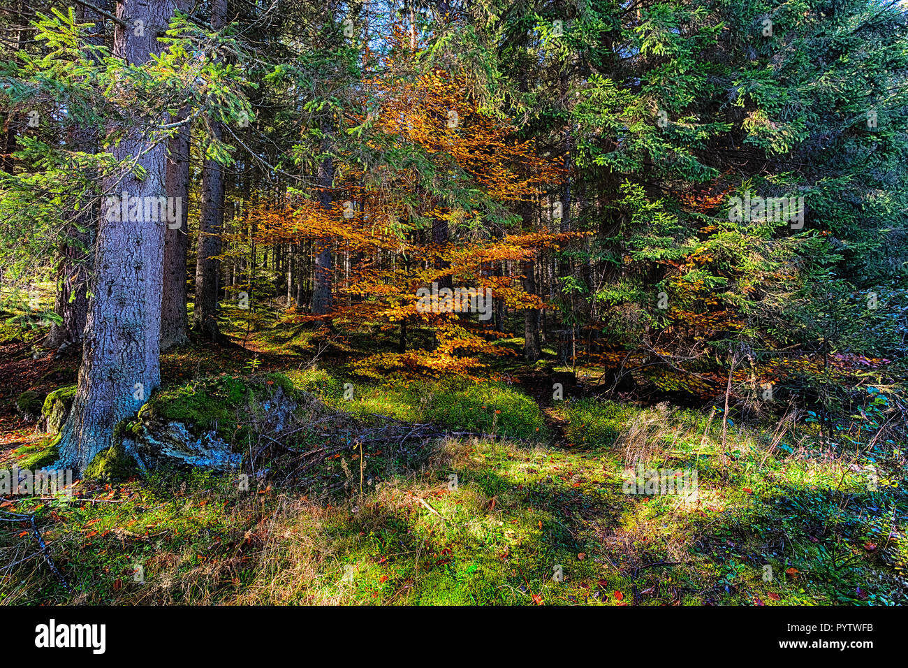 Old spruce forest hi-res stock photography and images - Alamy