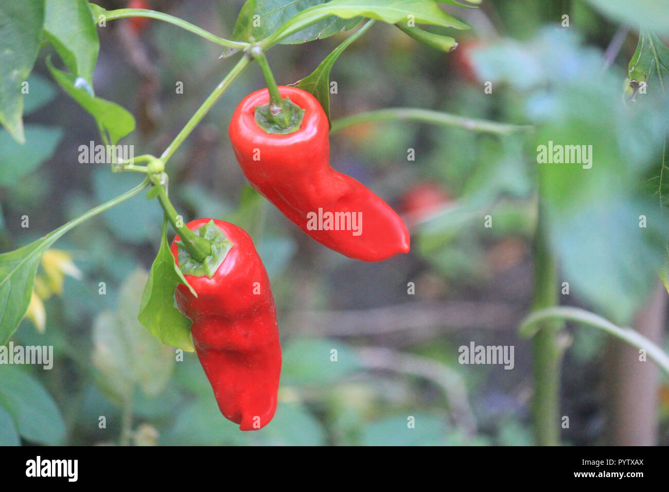 Chillies in the field hi-res stock photography and images - Alamy