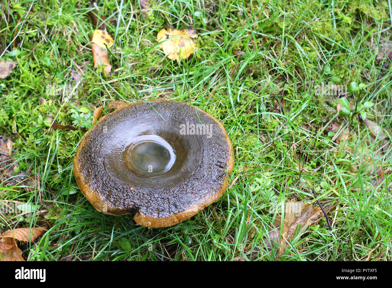 a mushrooms; vegetation; grass; background; plant; forest; autumn ...
