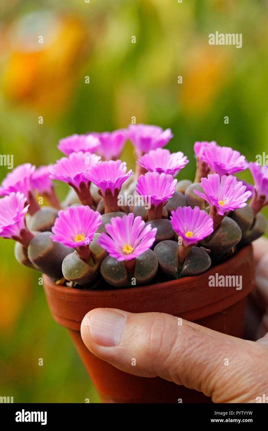 Conophytum praesectum hi-res stock photography and images - Alamy