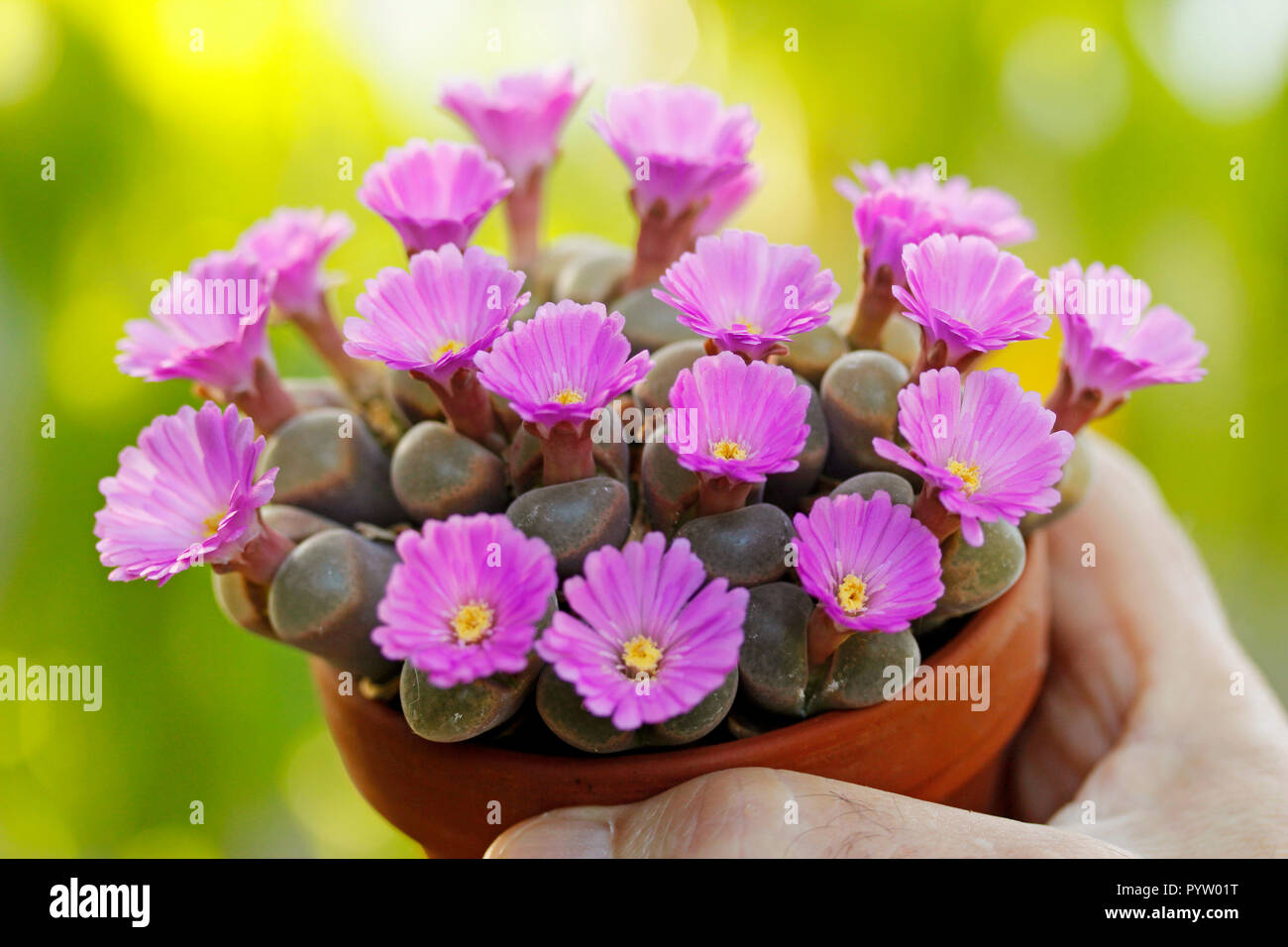 Conophytum praesectum. Stoneplant Stock Photo - Alamy